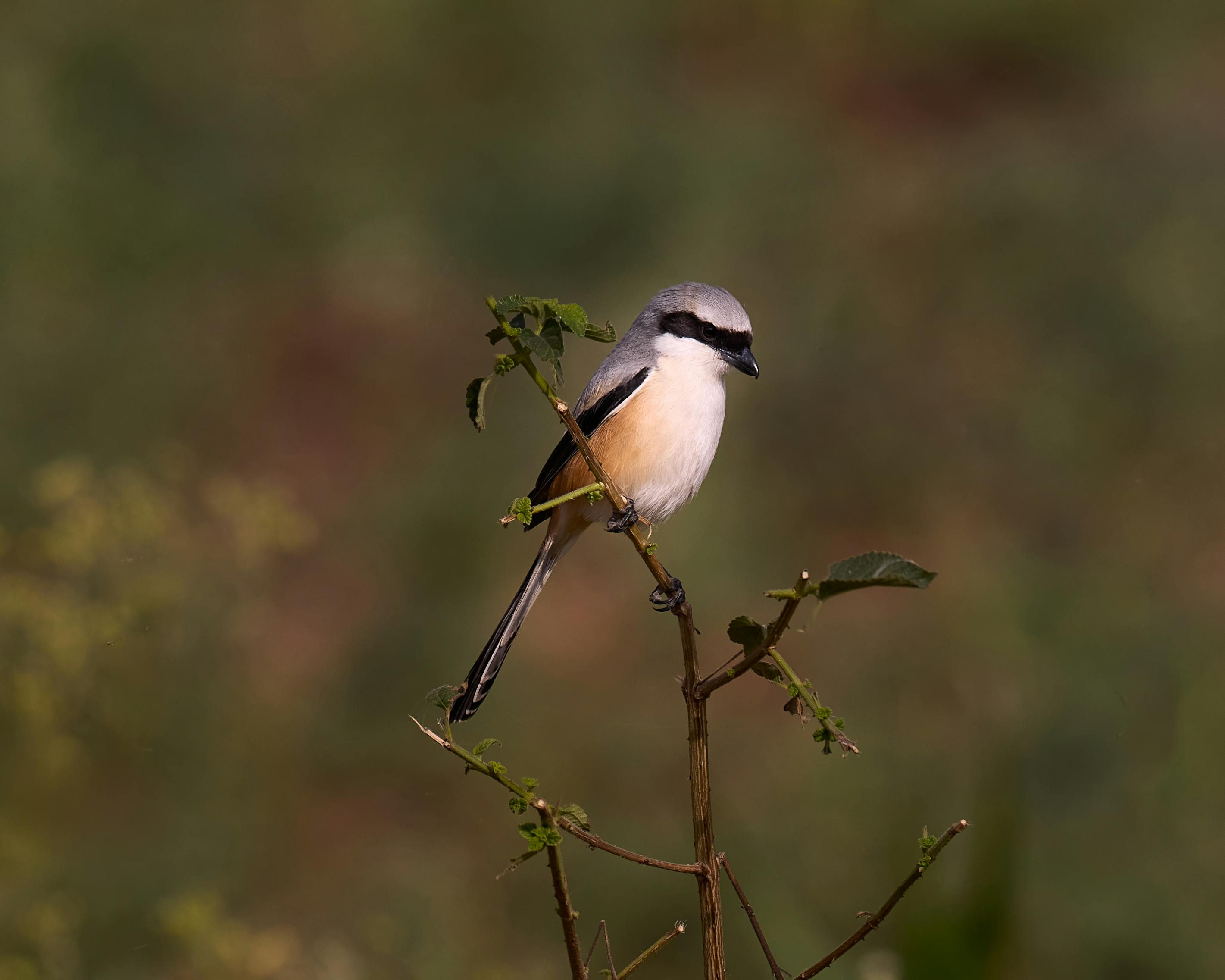 Shrike Wallpapers - Top Free Shrike Backgrounds - WallpaperAccess