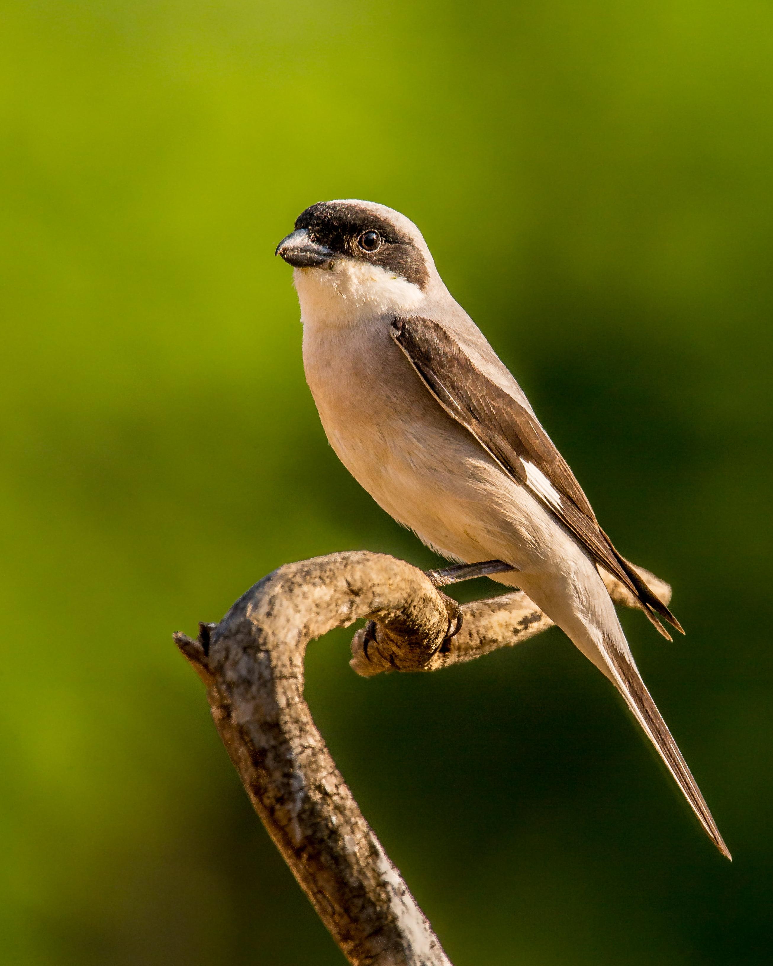 Shrike Wallpapers - Top Free Shrike Backgrounds - WallpaperAccess
