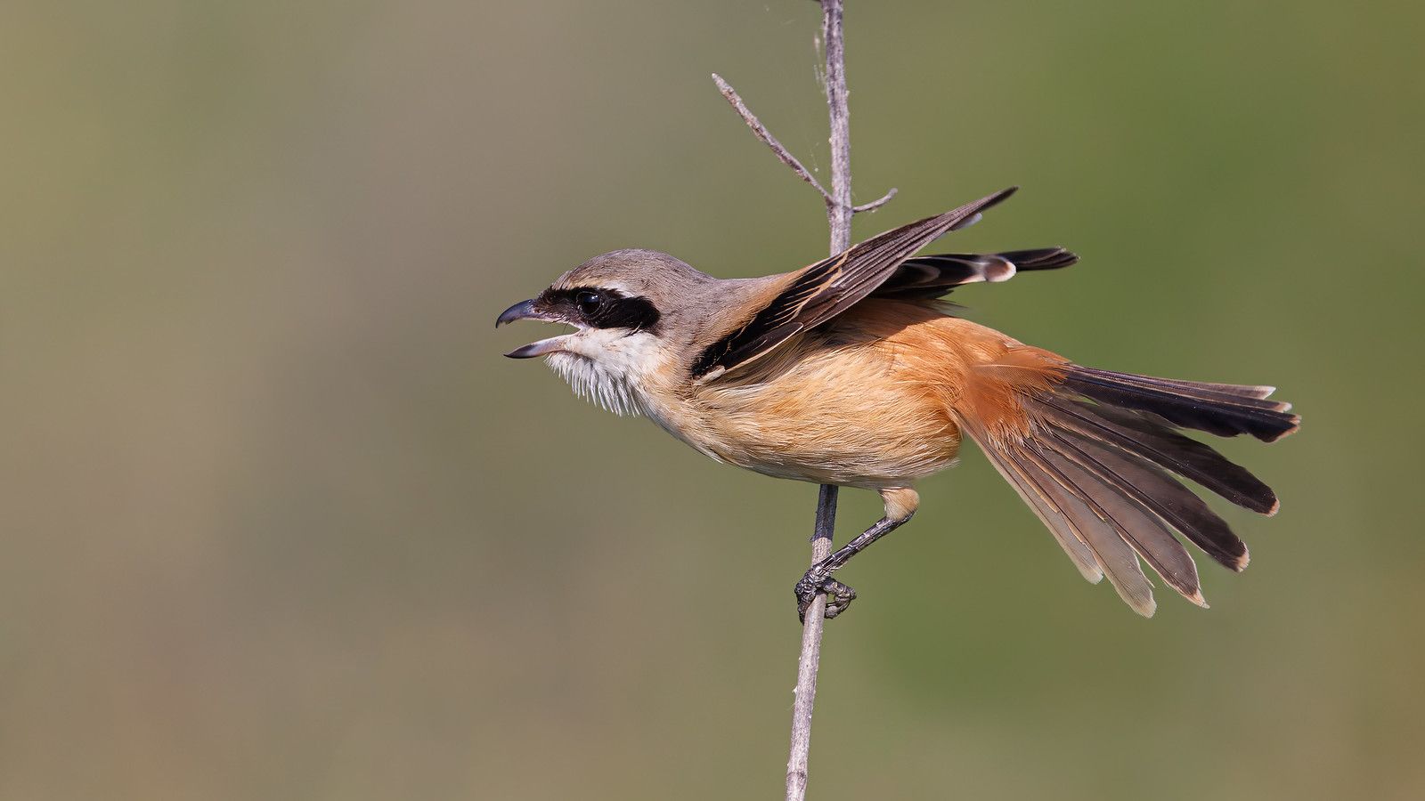 Shrike Wallpapers - Top Free Shrike Backgrounds - WallpaperAccess