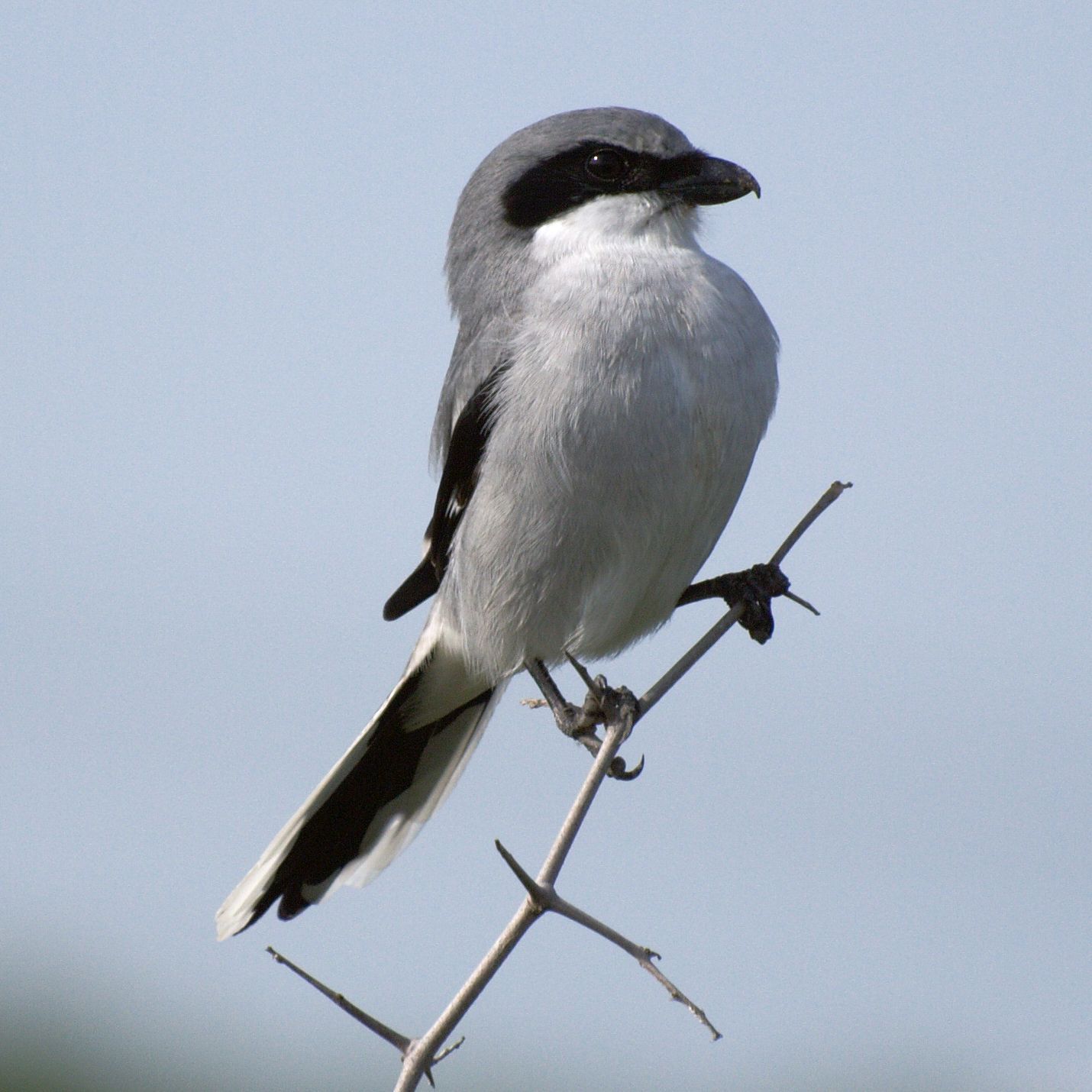 Shrike Wallpapers - Top Free Shrike Backgrounds - WallpaperAccess
