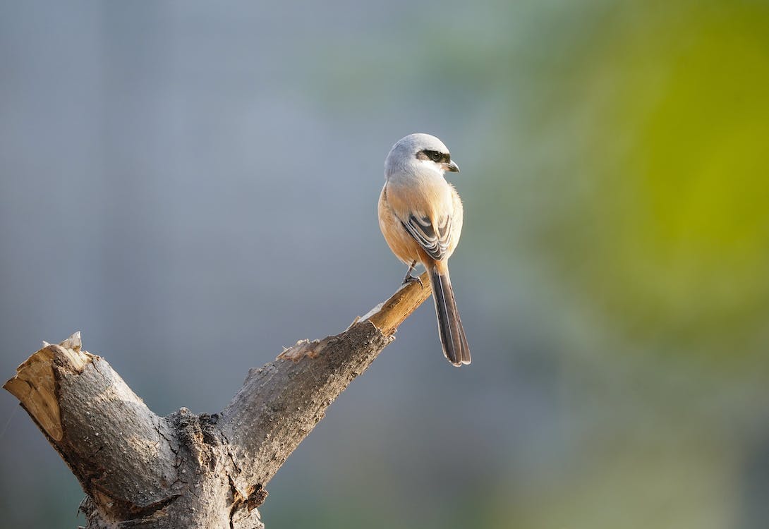 Shrike Wallpapers - Top Free Shrike Backgrounds - WallpaperAccess