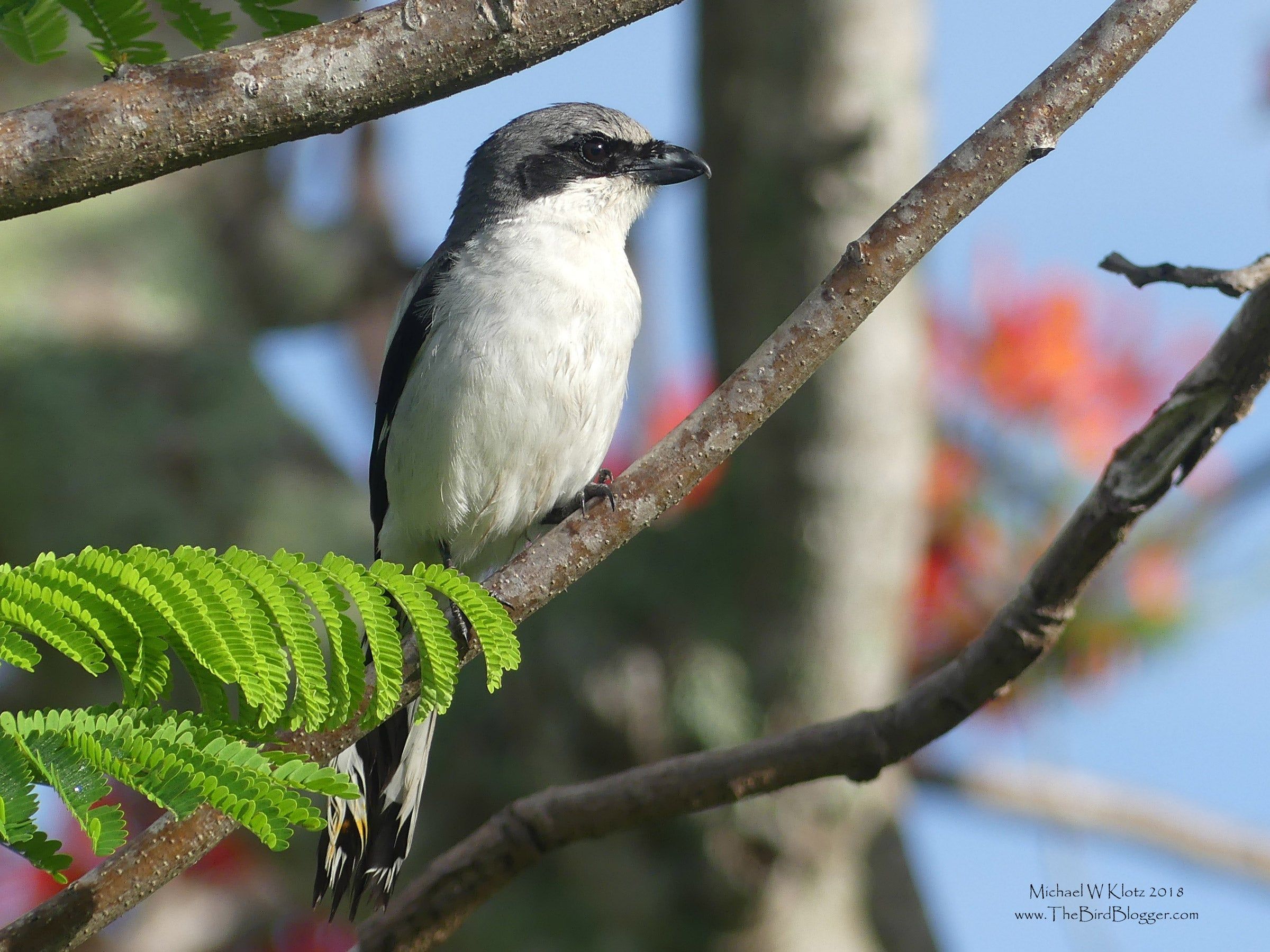 Shrike Wallpapers - Top Free Shrike Backgrounds - WallpaperAccess