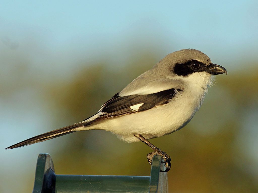 Shrike Wallpapers - Top Free Shrike Backgrounds - WallpaperAccess