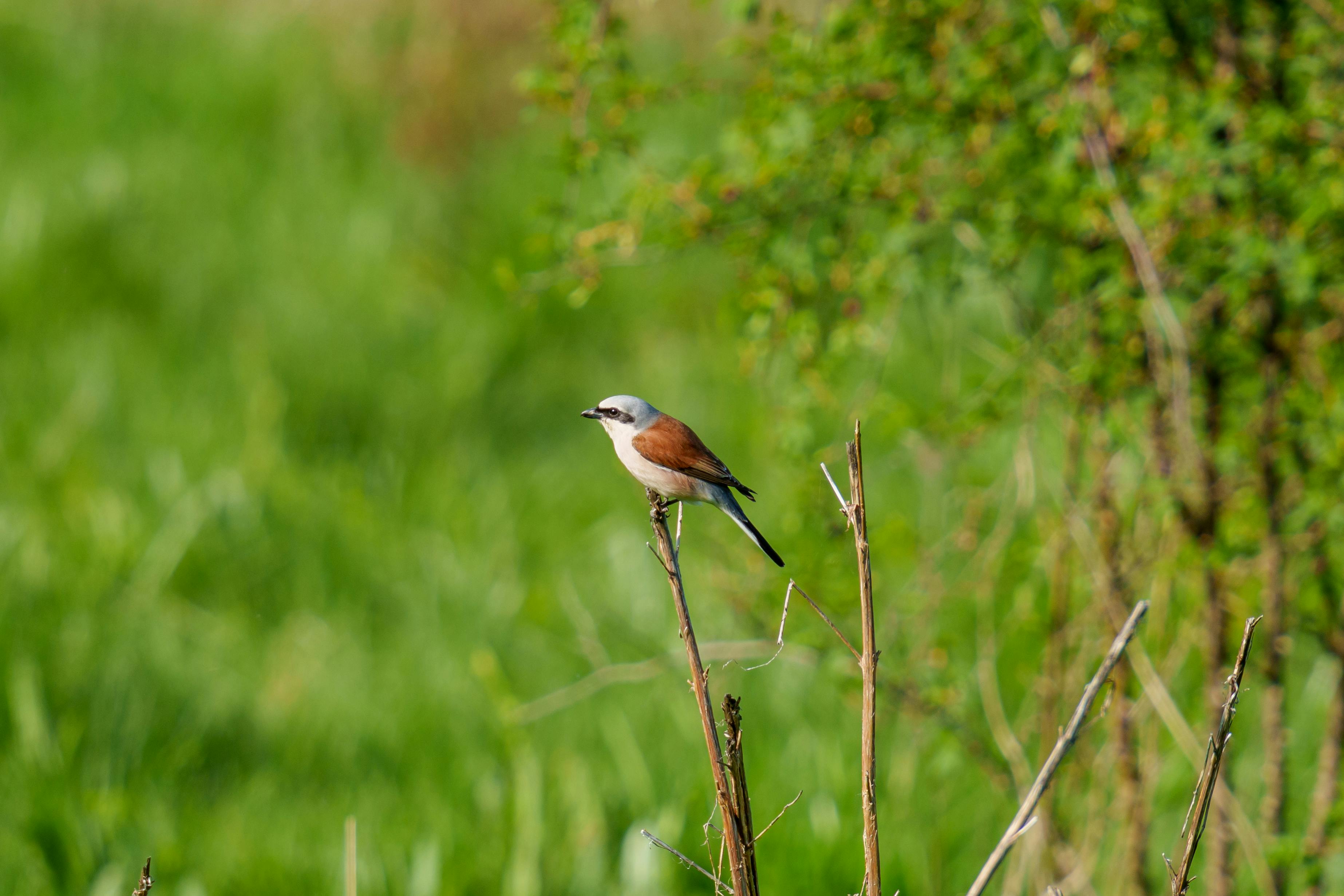 Shrike Wallpapers - Top Free Shrike Backgrounds - WallpaperAccess
