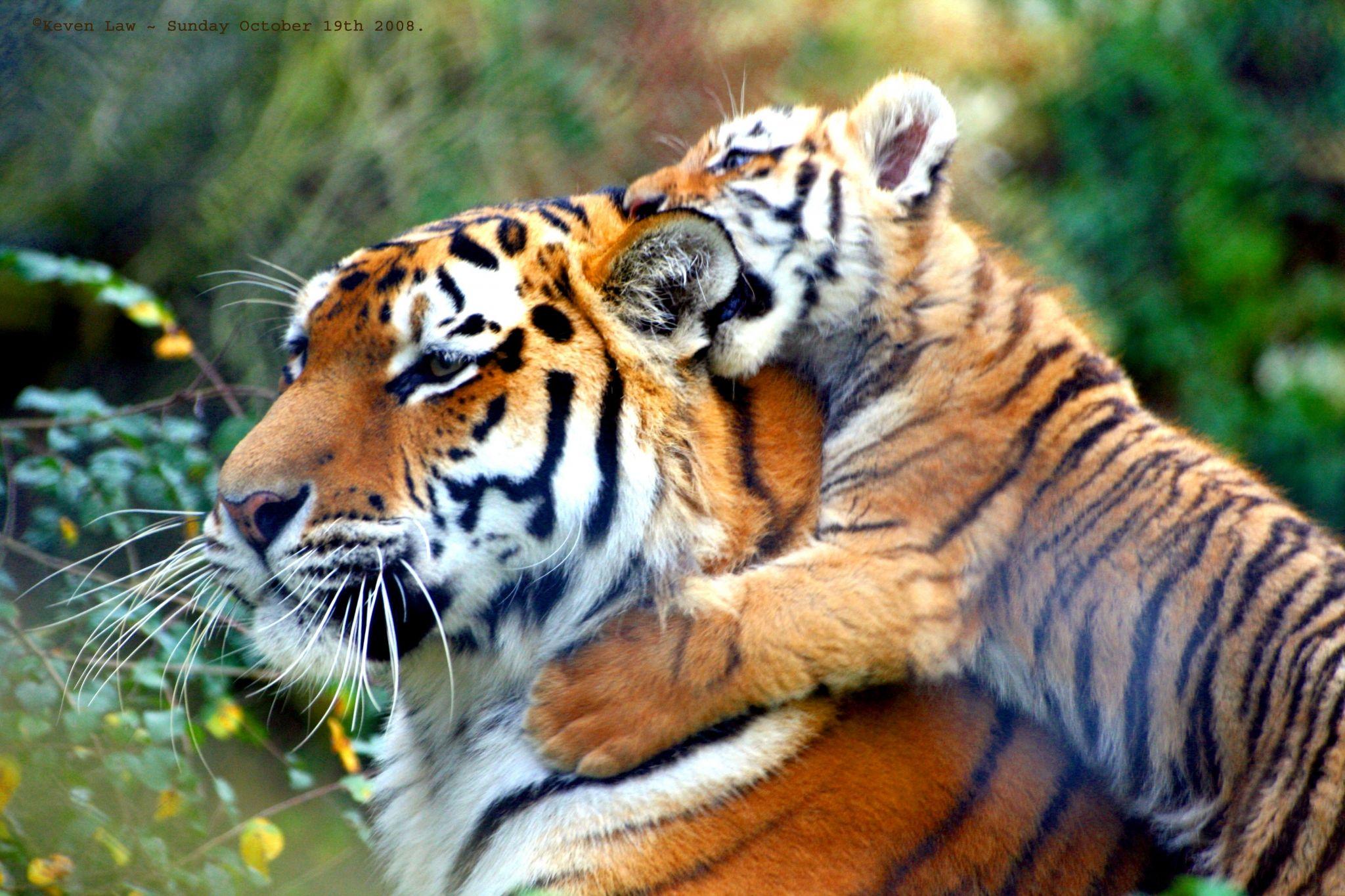 Free Tiger Wallpapers - Top Free Free Tiger Backgrounds - WallpaperAccess