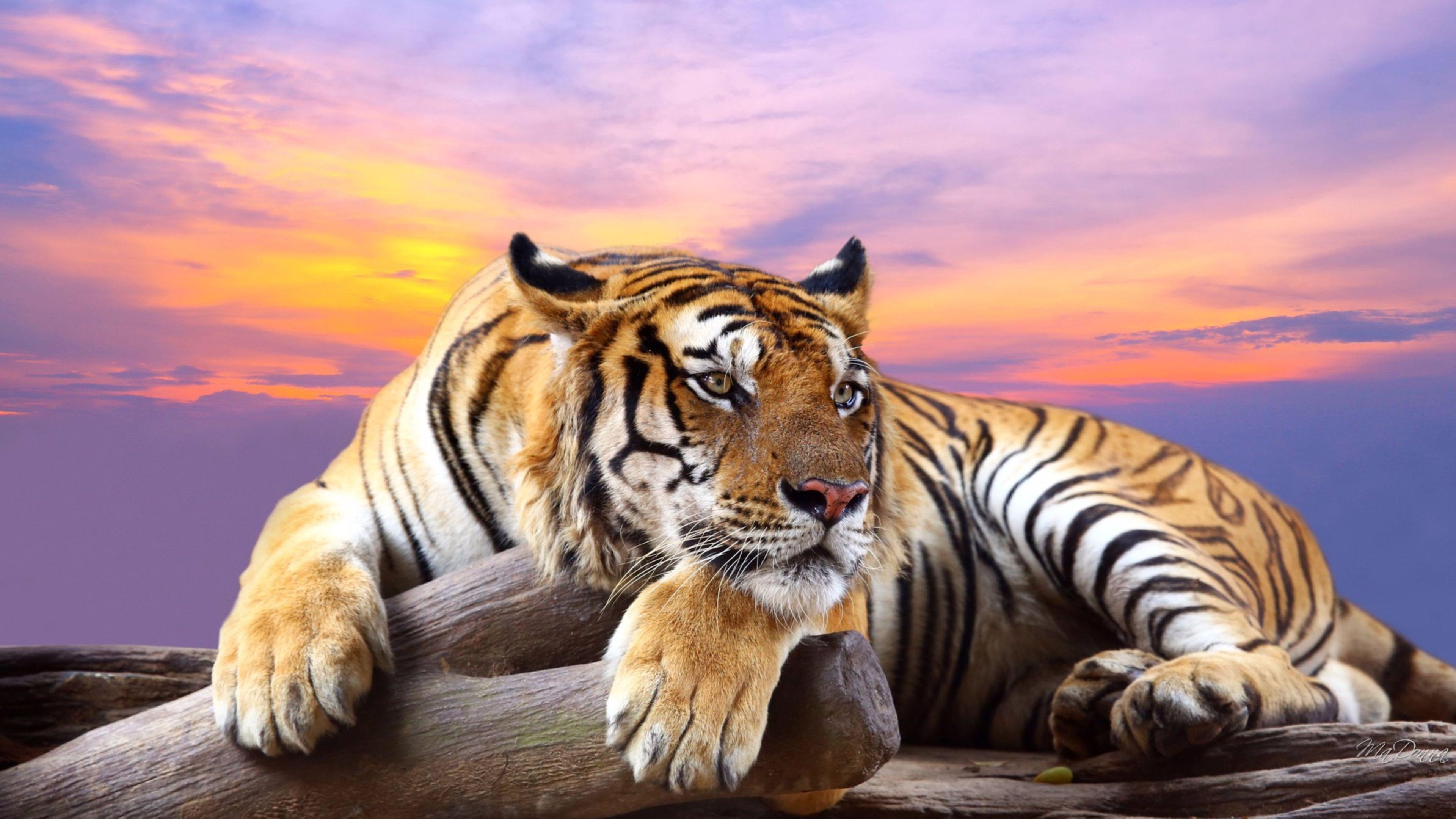 Indian Tiger Wallpapers - Top Free Indian Tiger Backgrounds ...