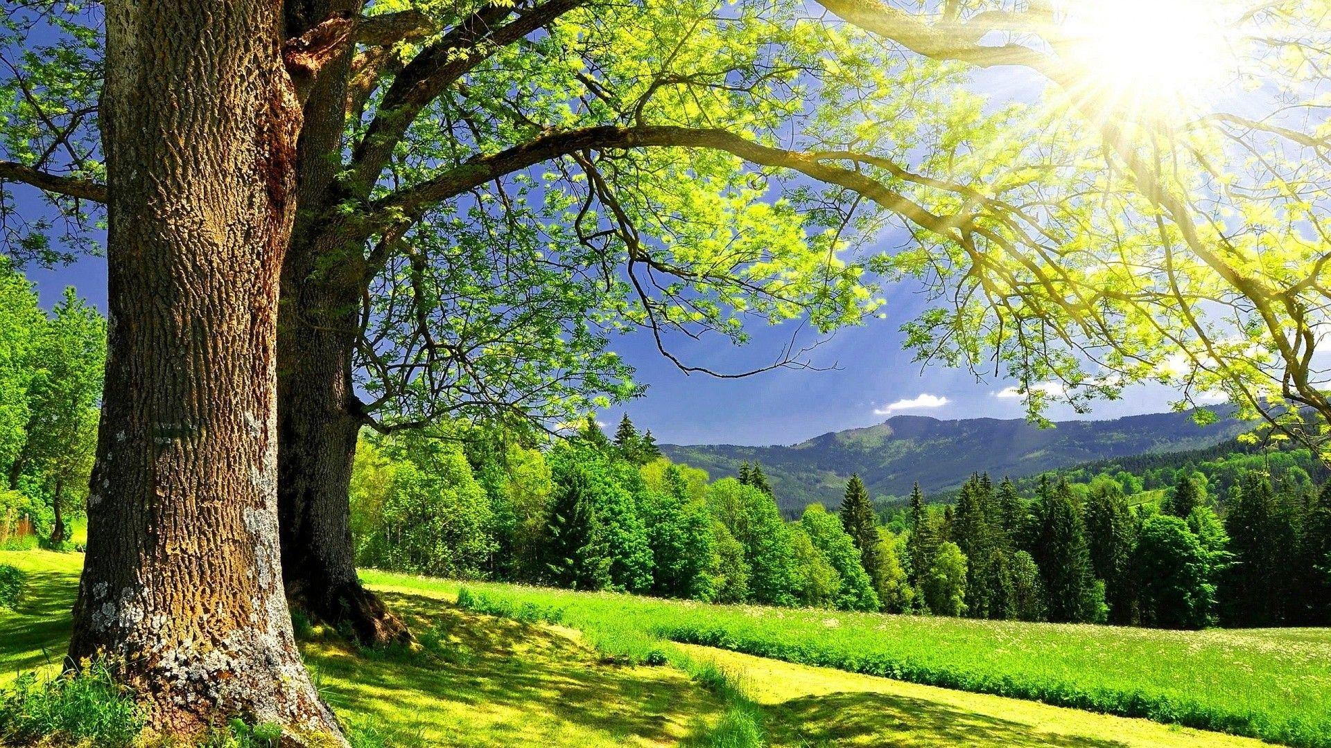 1920X1080 HD Summer Wallpapers - Top Free 1920X1080 HD Summer ...