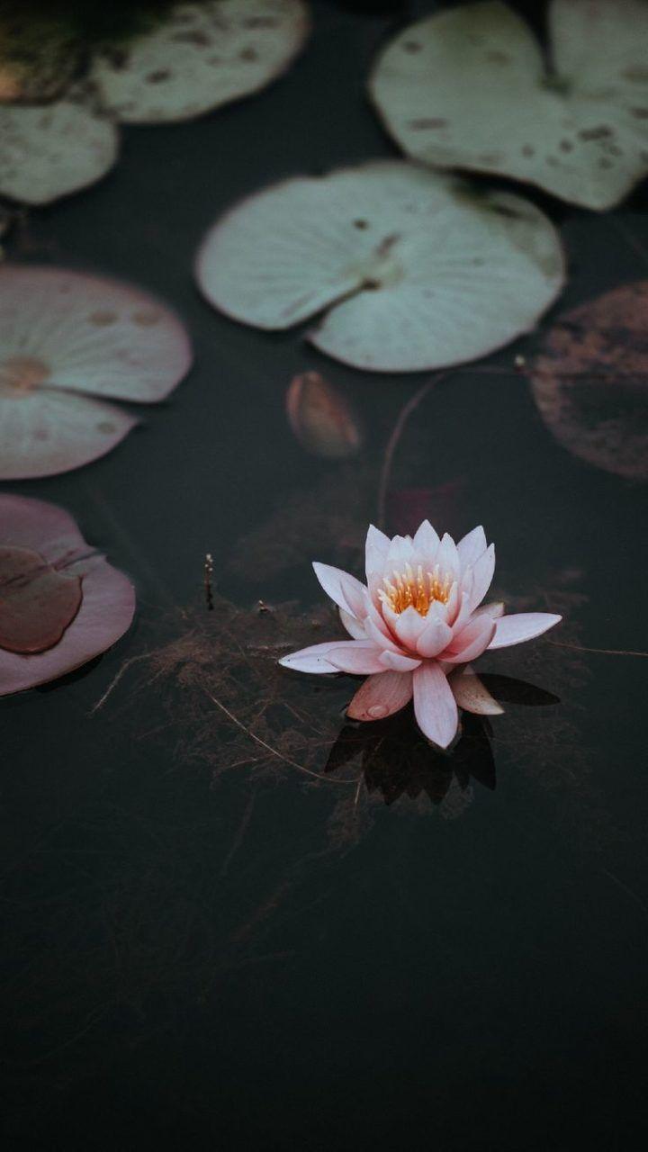 Flower Phone Wallpapers - Top Free Flower Phone Backgrounds ...