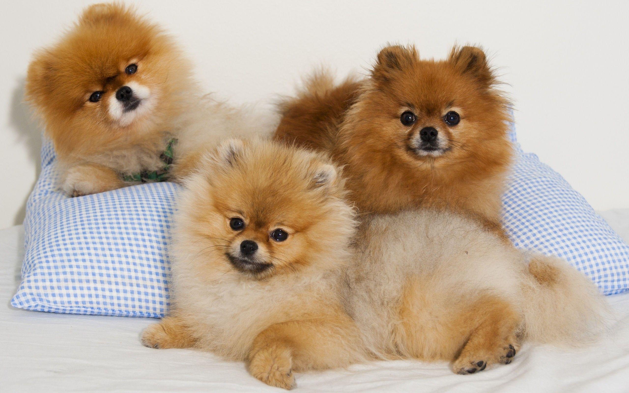 Beautiful Dogs HD Wallpapers - Top Free Beautiful Dogs HD Backgrounds ...