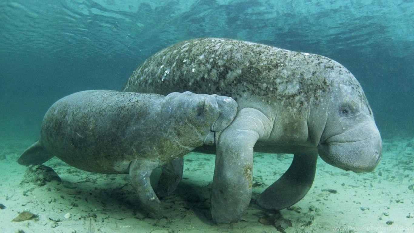 Manatee Wallpapers - Top Free Manatee Backgrounds - WallpaperAccess
