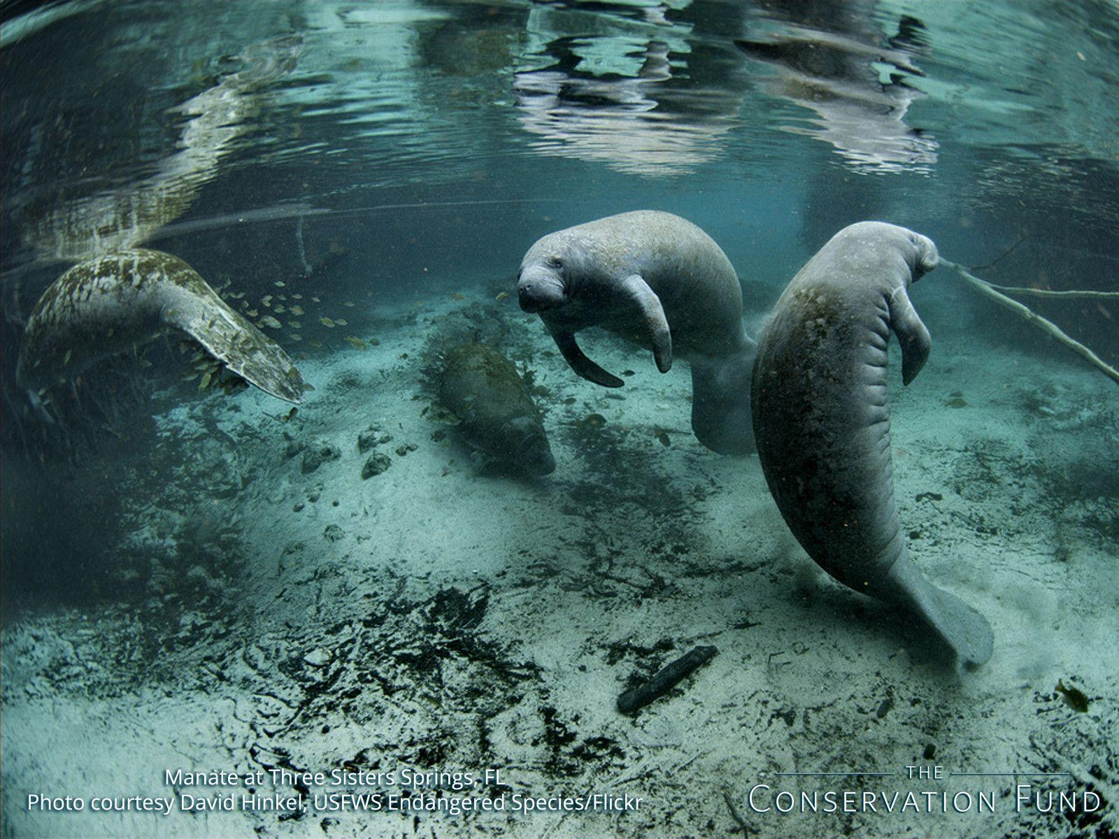 Manatee Wallpapers - Top Free Manatee Backgrounds - WallpaperAccess