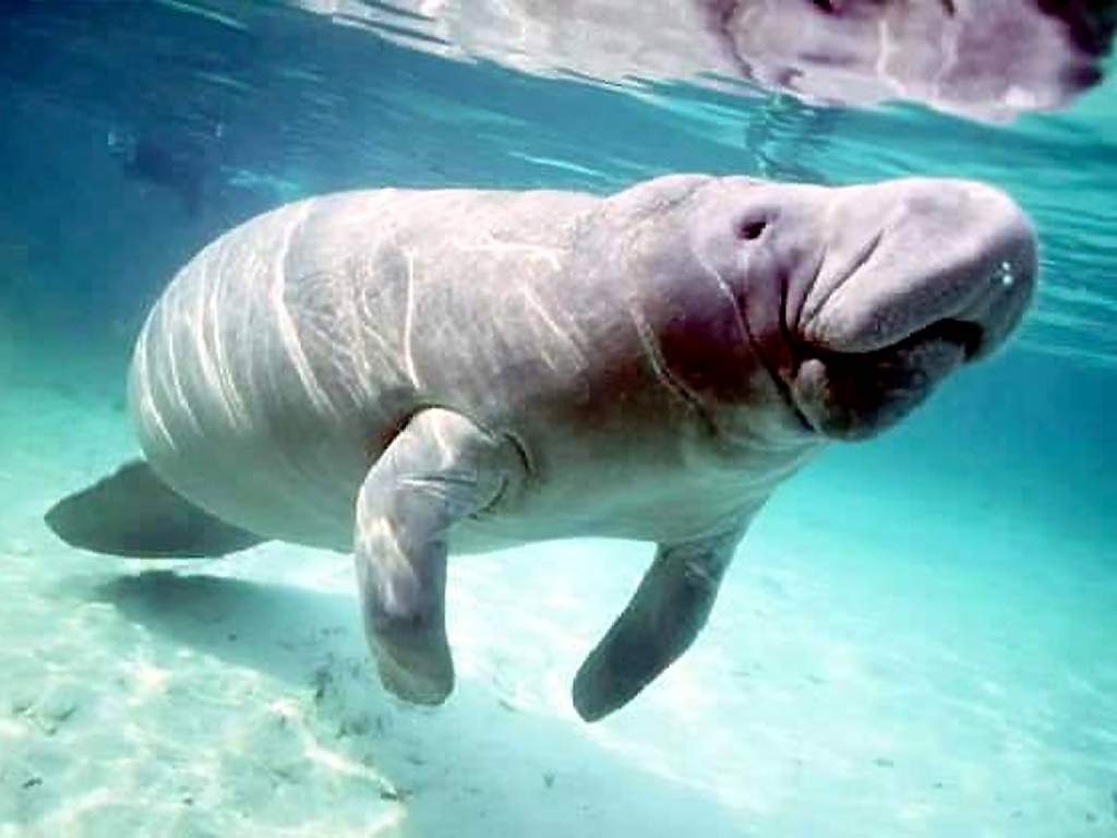 Manatee HD Wallpapers - Top Free Manatee HD Backgrounds - WallpaperAccess