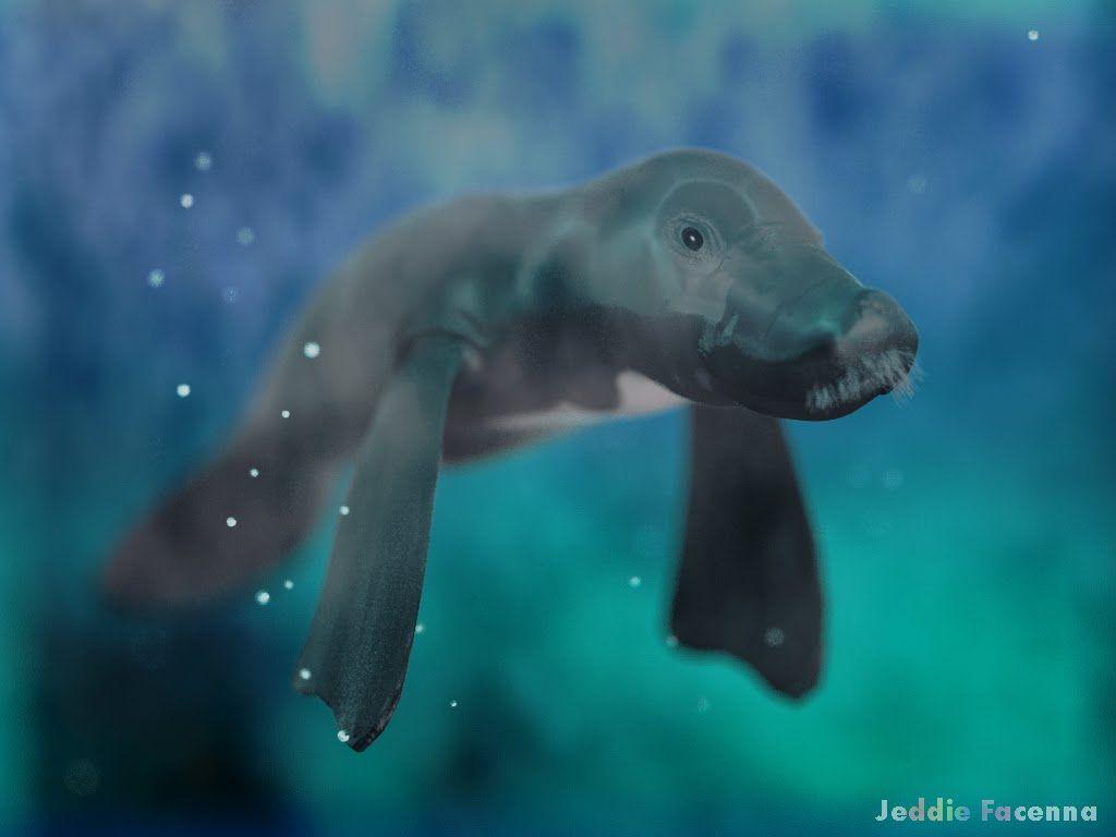 Manatee Wallpapers - Top Free Manatee Backgrounds - WallpaperAccess