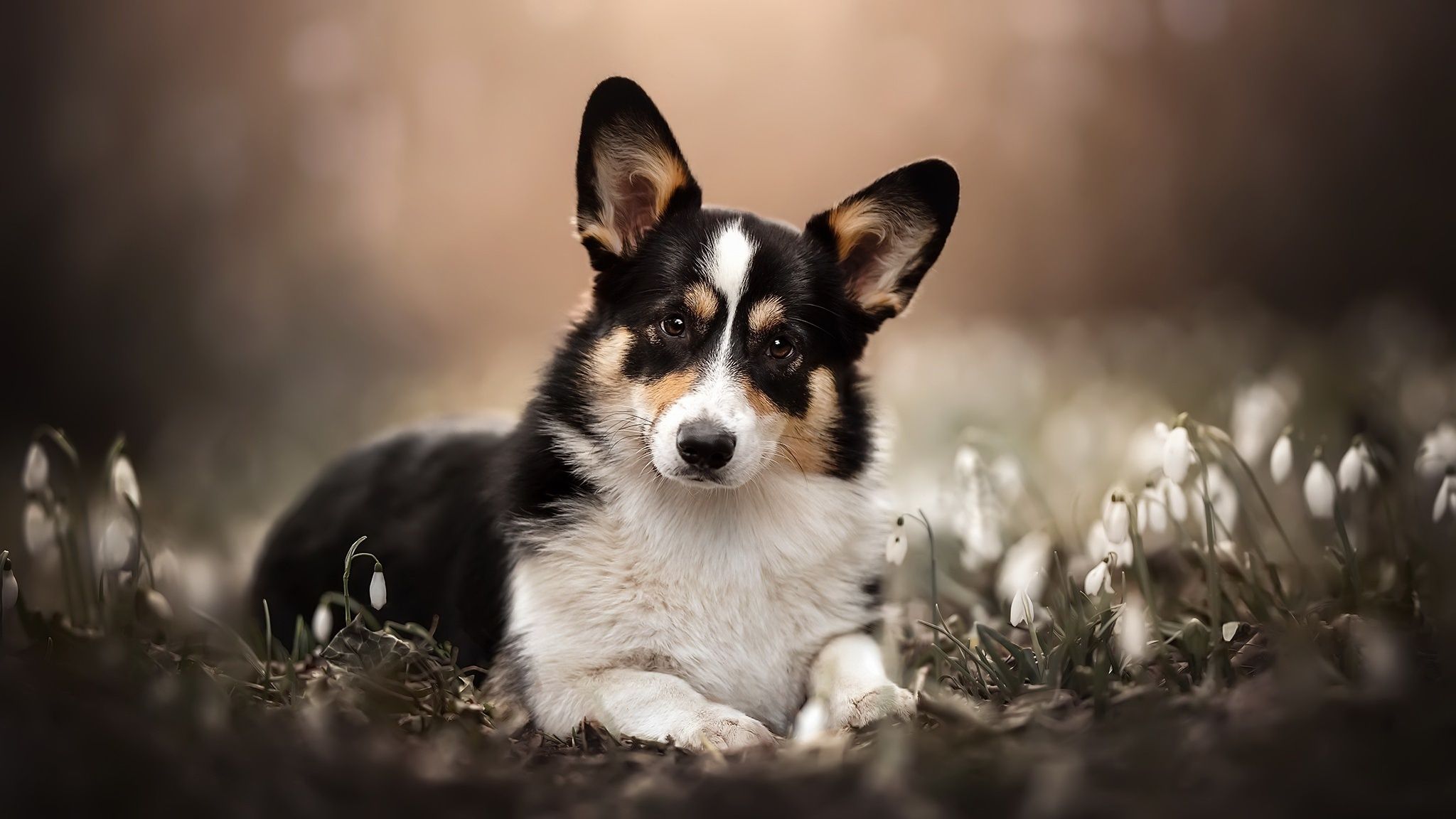 Black Corgi Wallpapers - Top Free Black Corgi Backgrounds - WallpaperAccess