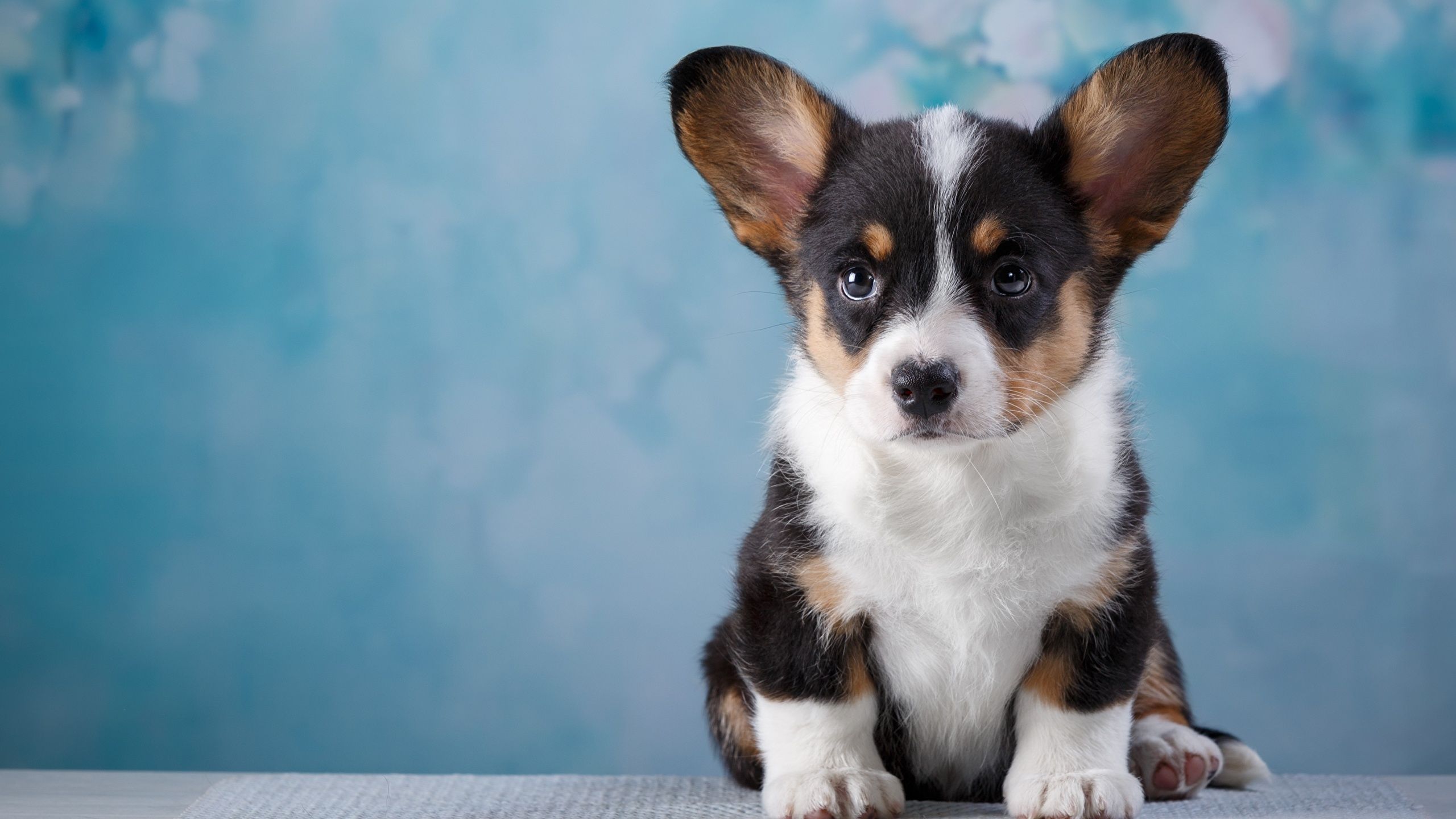 Black Corgi Wallpapers - Top Free Black Corgi Backgrounds - WallpaperAccess