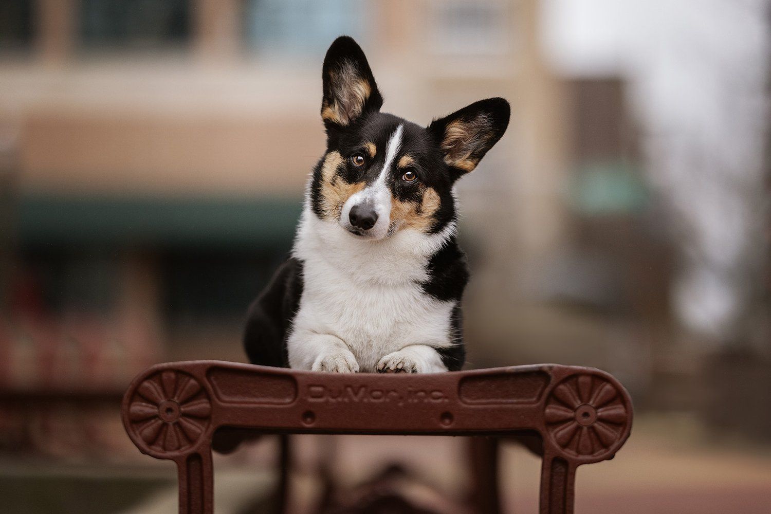 Black Corgi Wallpapers - Top Free Black Corgi Backgrounds - WallpaperAccess