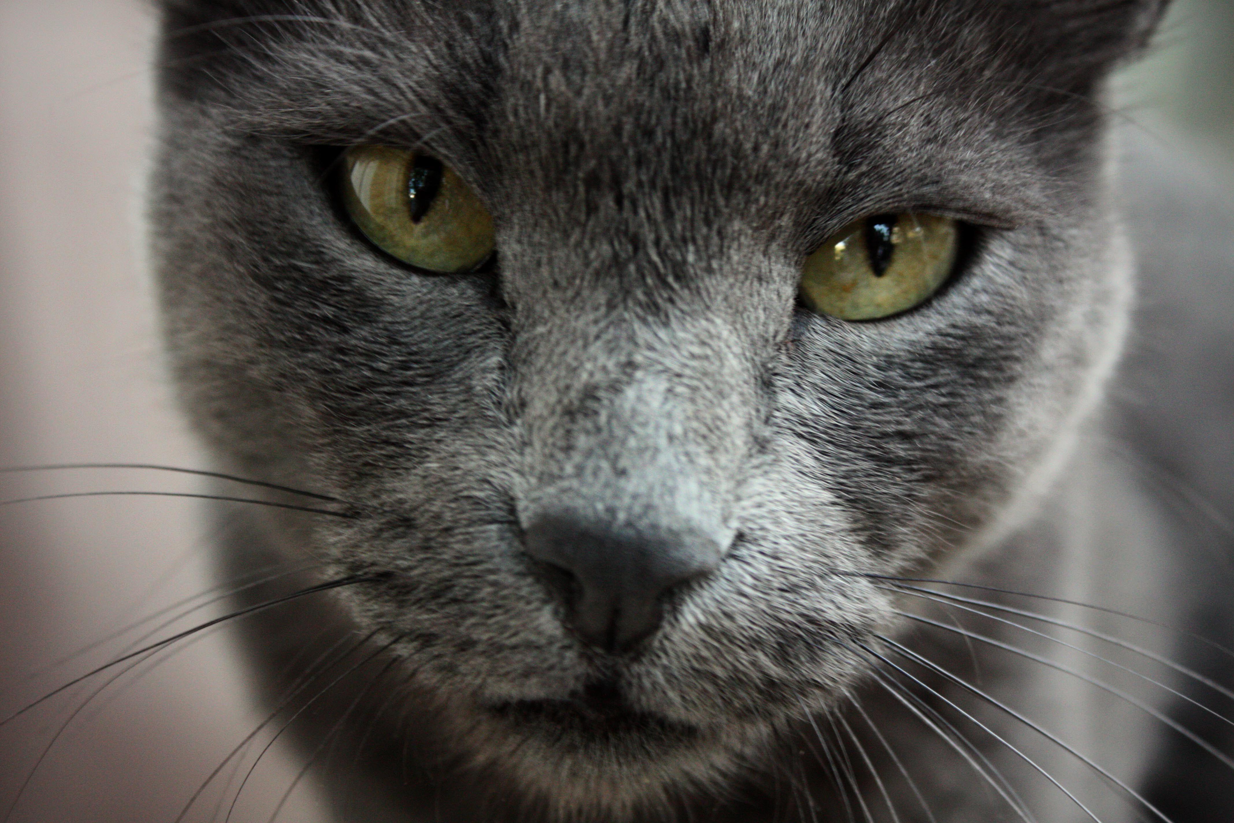 Russian Blue Cat Wallpapers - Top Free Russian Blue Cat Backgrounds ...