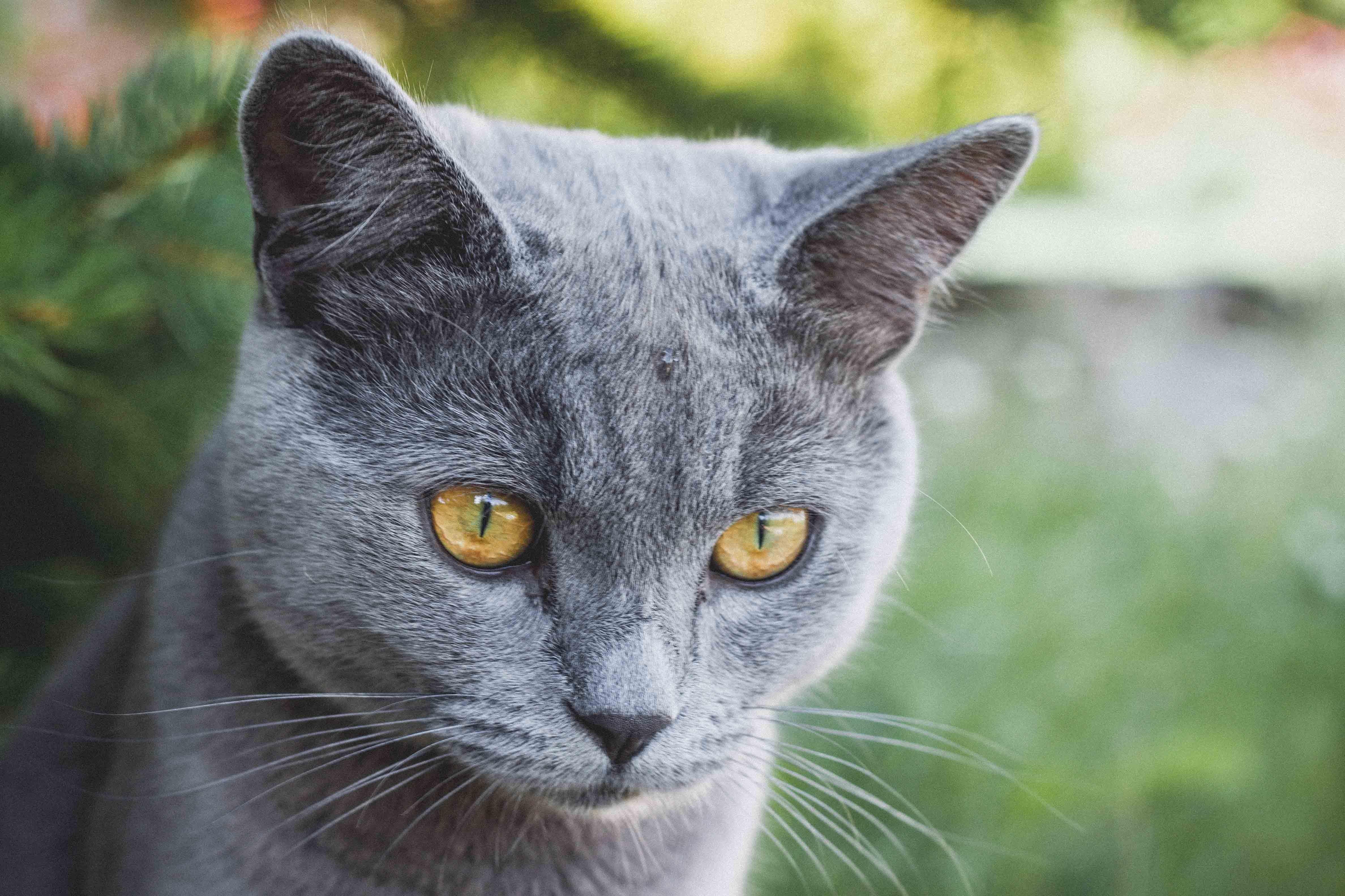 Russian Blue Cat Wallpapers - Top Free Russian Blue Cat Backgrounds ...