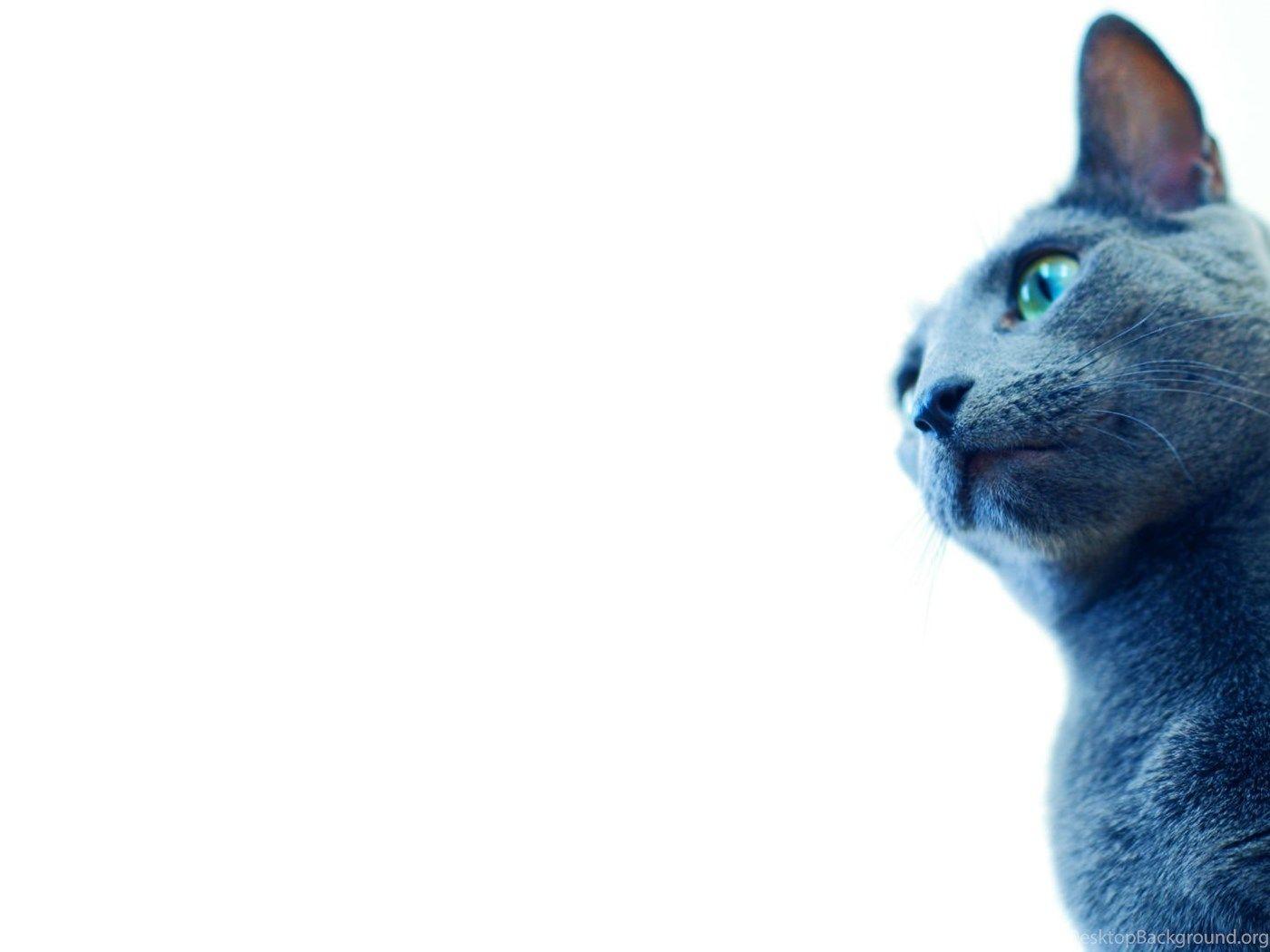 Russian Blue Cat Wallpapers - Top Free Russian Blue Cat Backgrounds ...