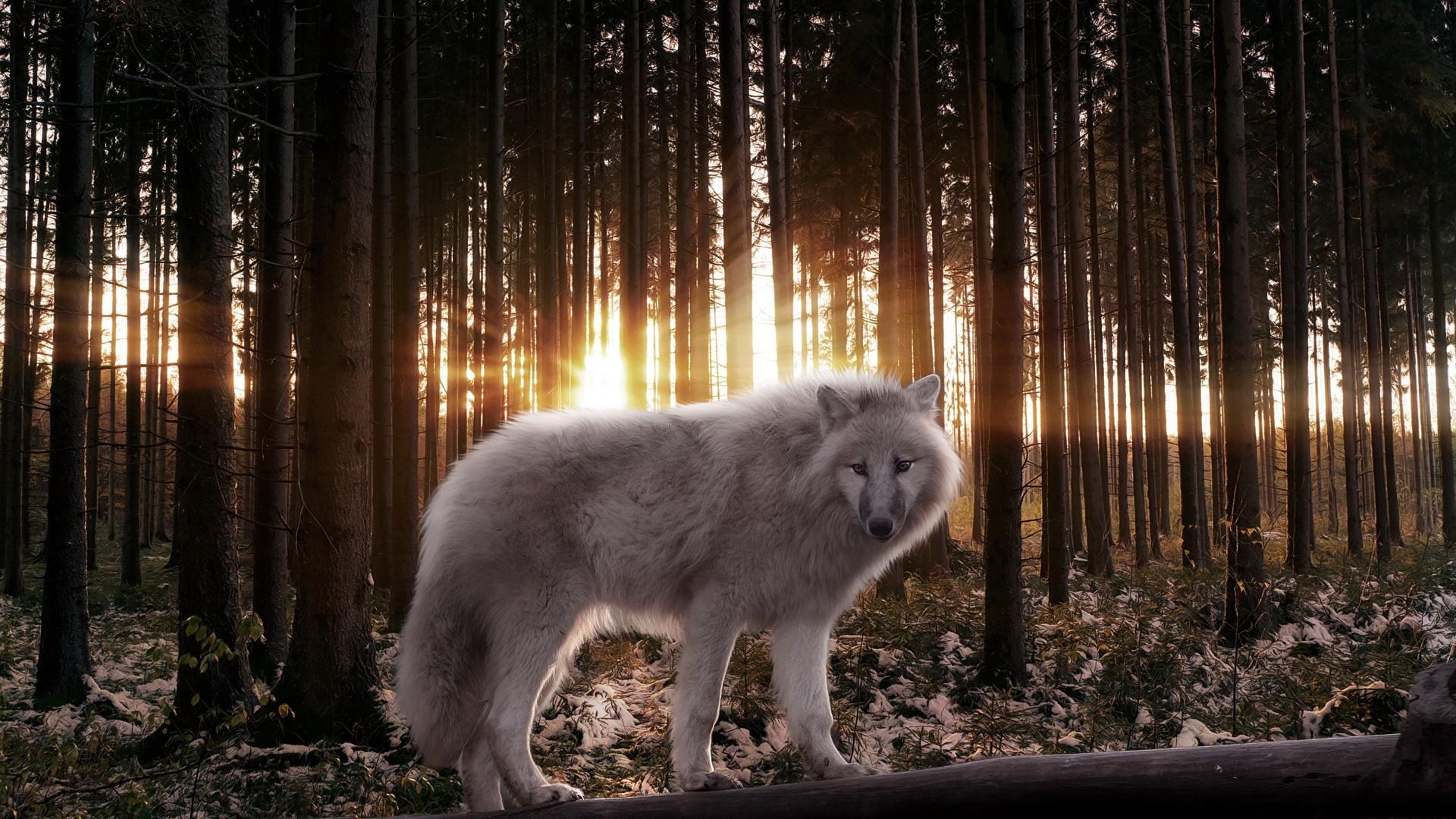 White Wolf Wallpapers - Top Free White Wolf Backgrounds - WallpaperAccess