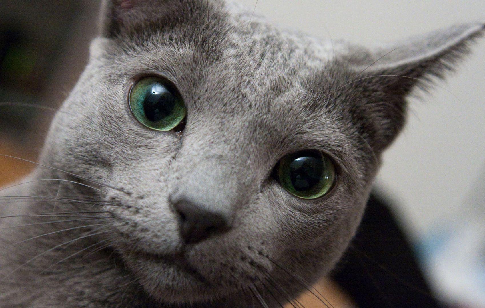Russian Blue Cat Wallpapers - Top Free Russian Blue Cat Backgrounds ...
