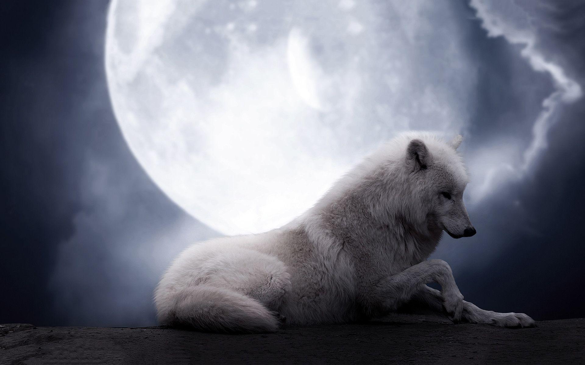 White Wolf Desktop Wallpapers - Top Free White Wolf Desktop Backgrounds ...
