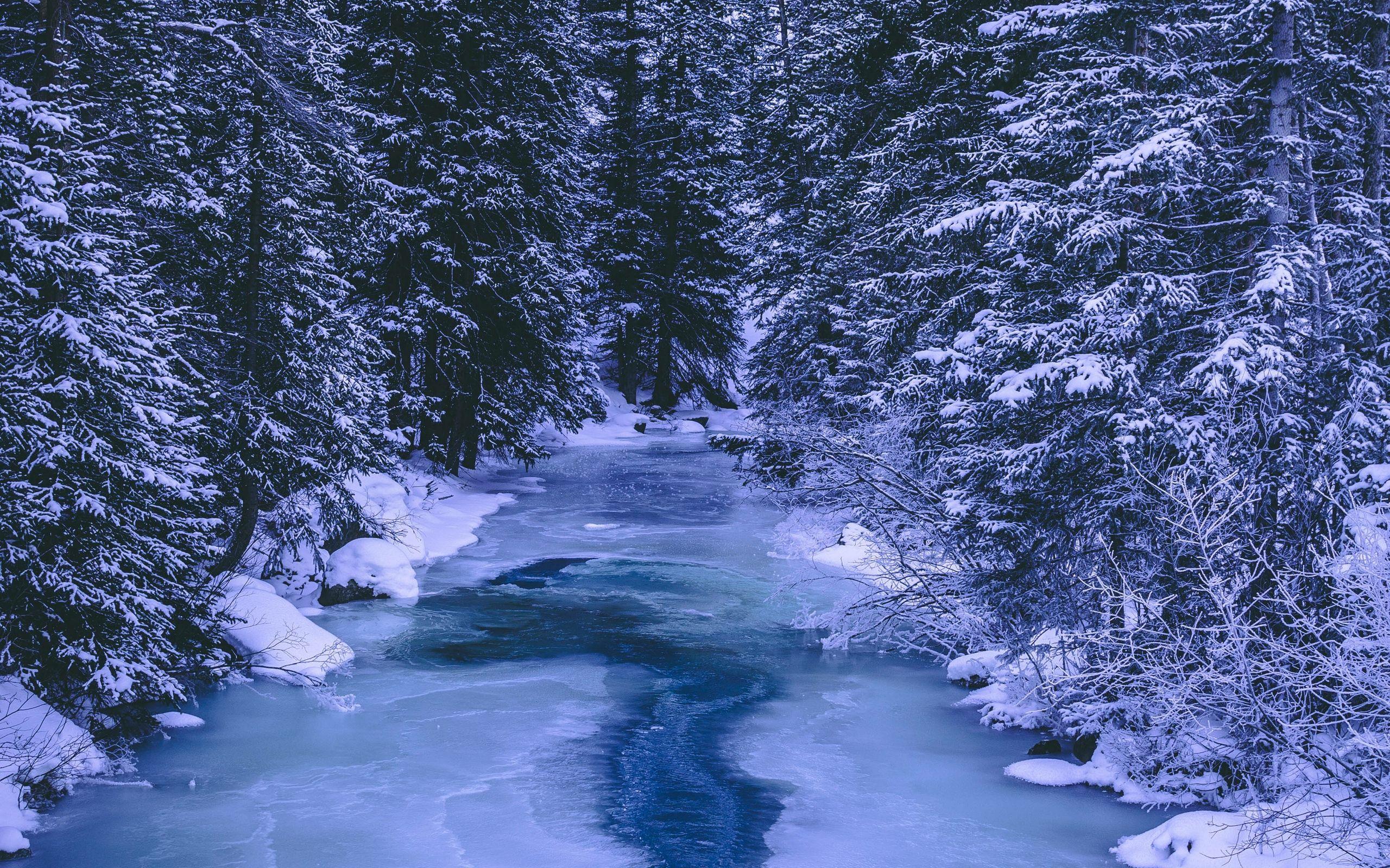 Ice Forest Wallpapers - Top Free Ice Forest Backgrounds - WallpaperAccess