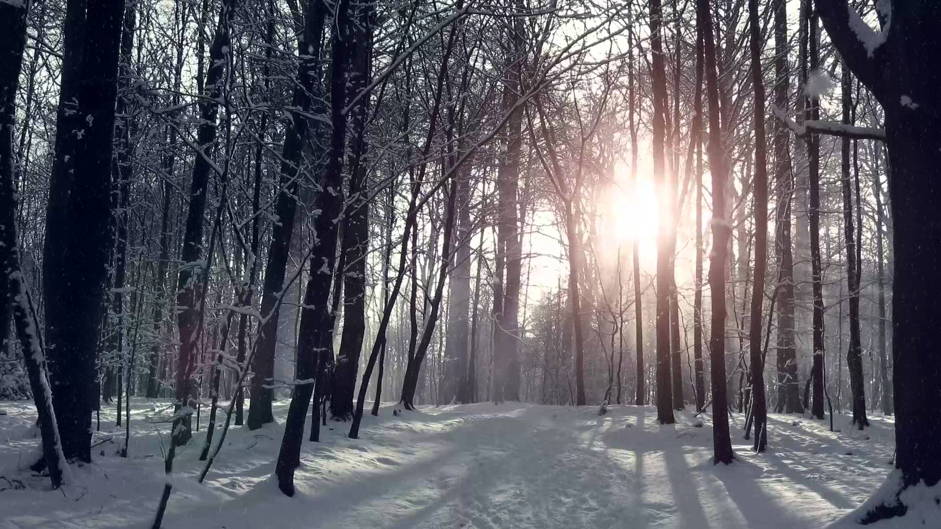 Ice Forest Wallpapers - Top Free Ice Forest Backgrounds - WallpaperAccess