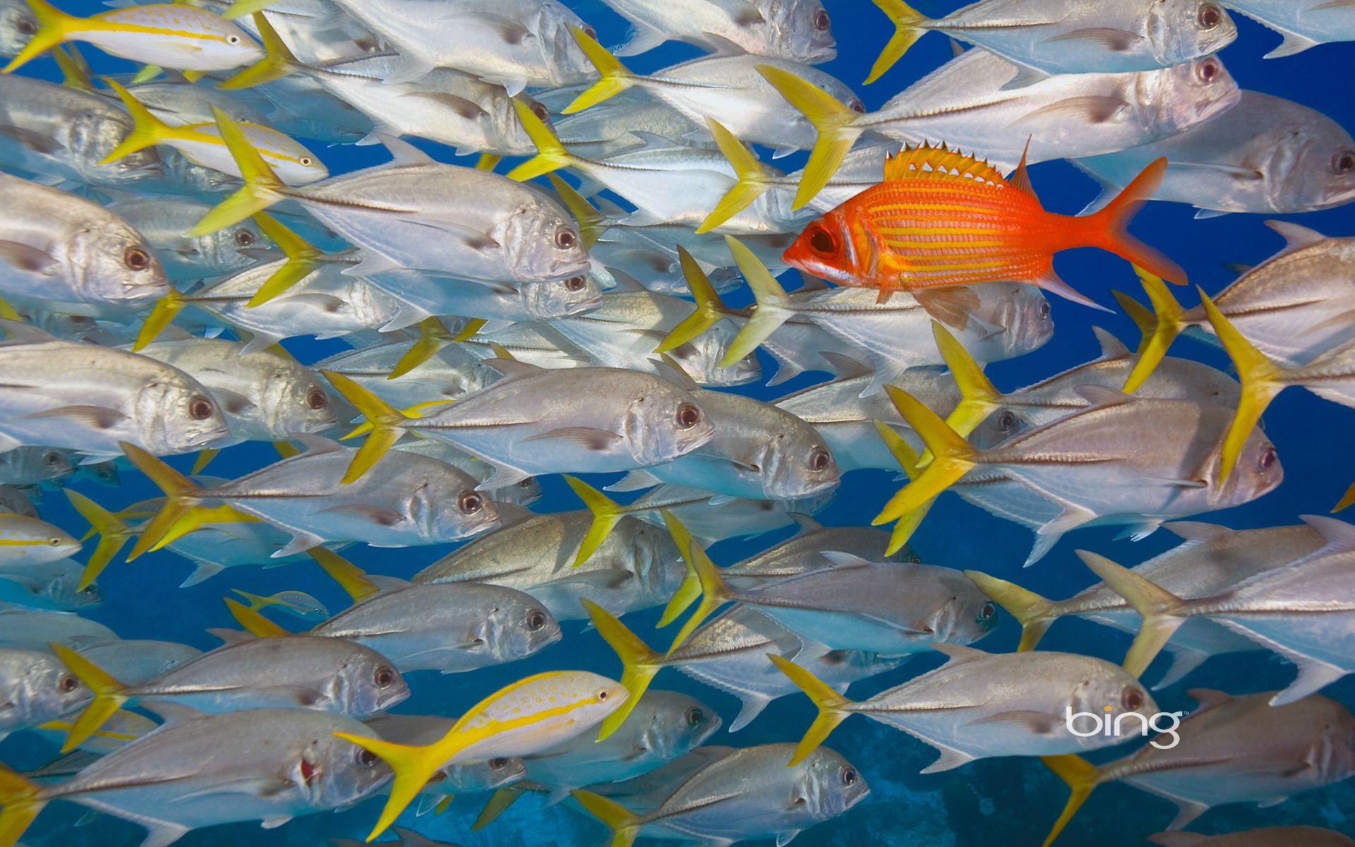 School of Fish Wallpapers - Top Free School of Fish Backgrounds ...