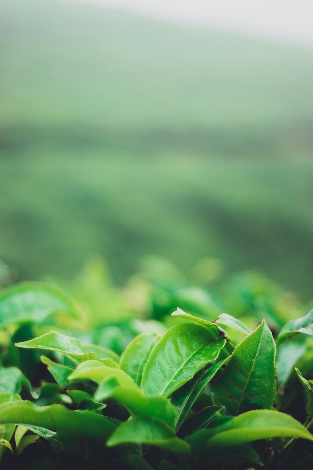 Tea Leaves Wallpapers - Top Free Tea Leaves Backgrounds - WallpaperAccess