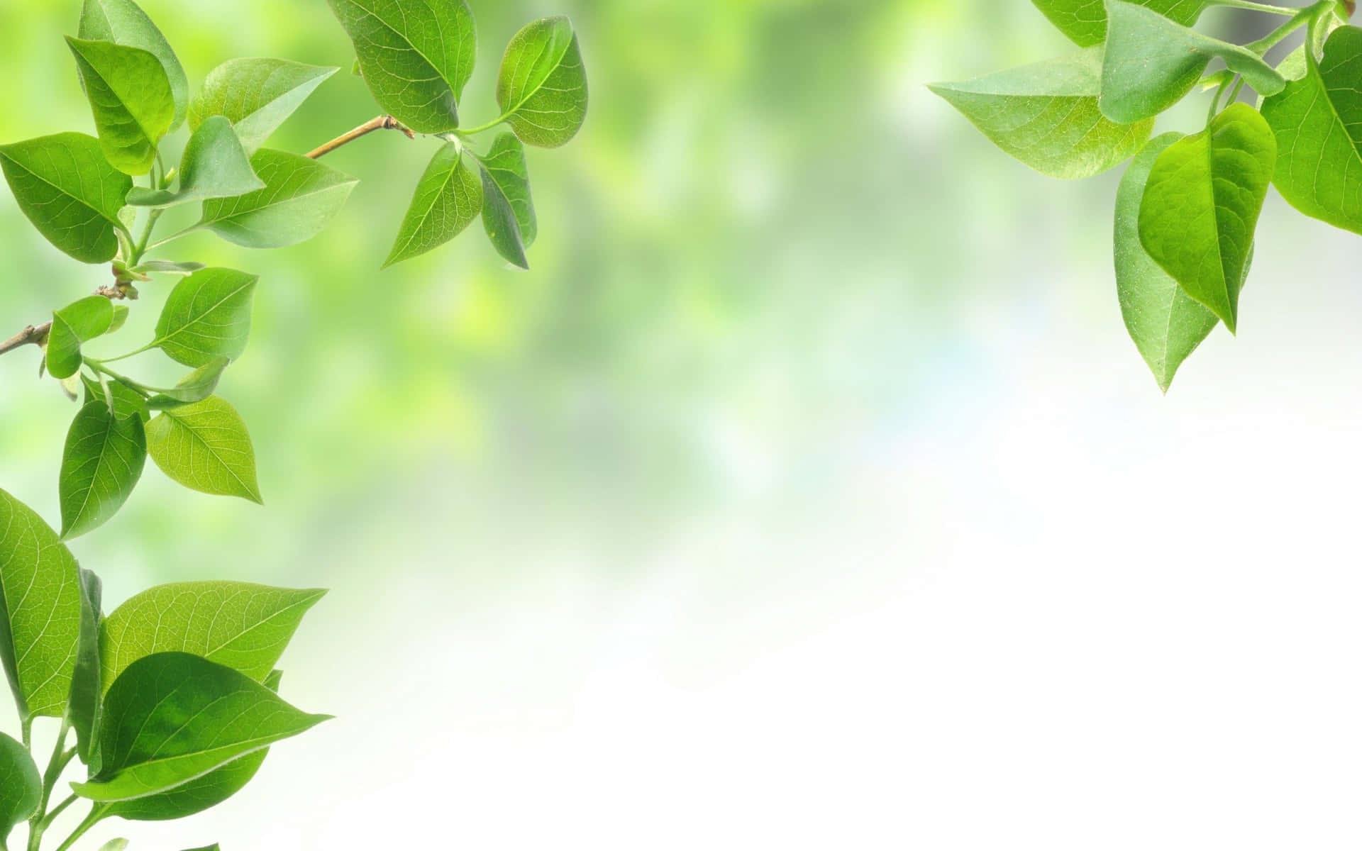 Tea Leaves Wallpapers - Top Free Tea Leaves Backgrounds - WallpaperAccess