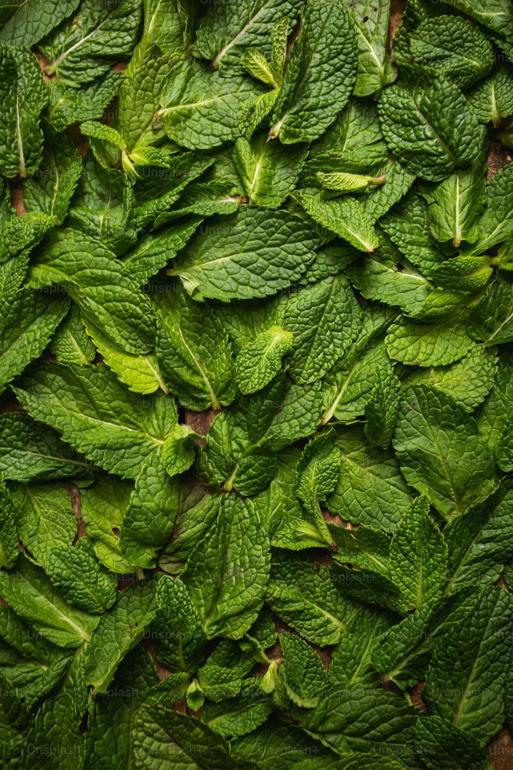 Tea Leaves Wallpapers - Top Free Tea Leaves Backgrounds - WallpaperAccess
