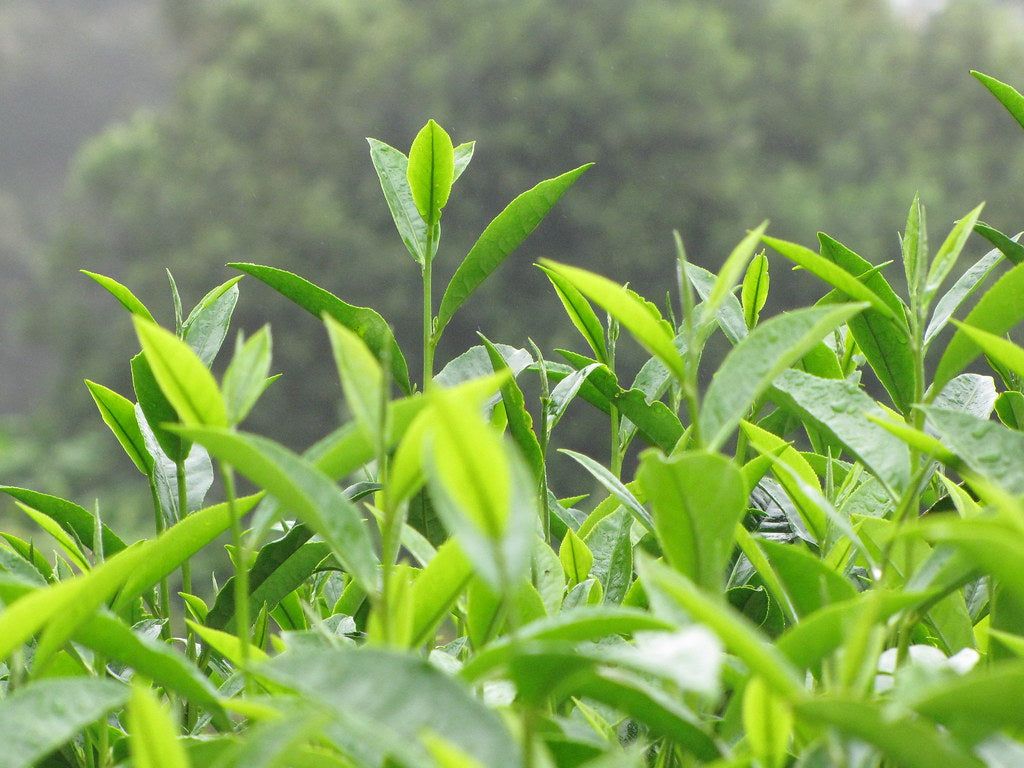 Tea Leaves Wallpapers - Top Free Tea Leaves Backgrounds - WallpaperAccess