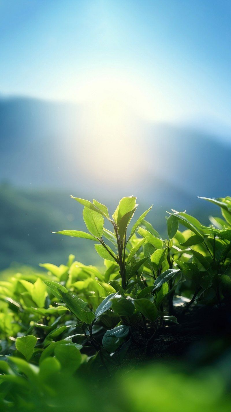 Tea Tree Wallpapers - Top Free Tea Tree Backgrounds - WallpaperAccess