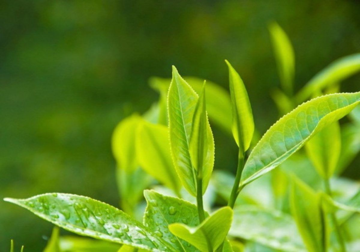 Tea Leaves Wallpapers - Top Free Tea Leaves Backgrounds - WallpaperAccess