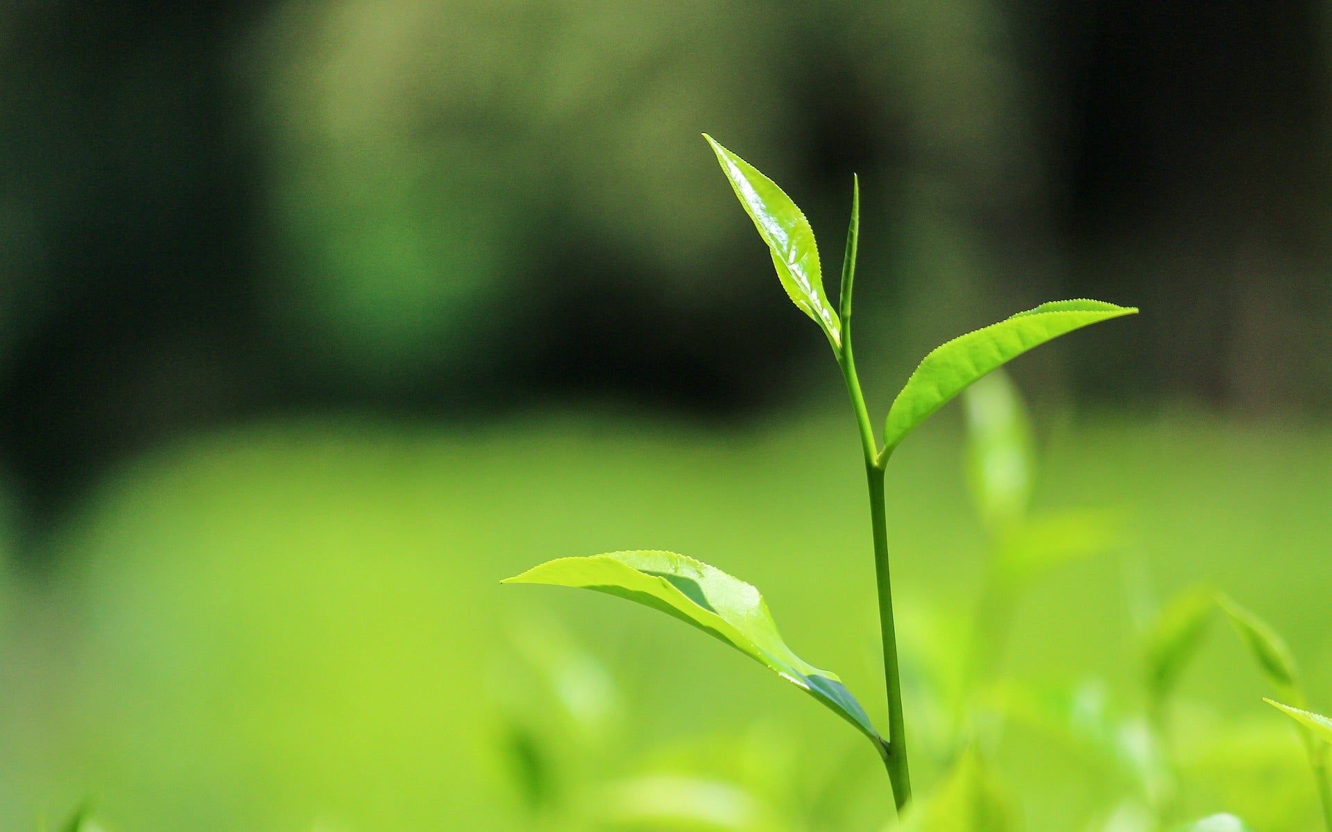 Tea Leaves Wallpapers - Top Free Tea Leaves Backgrounds - WallpaperAccess