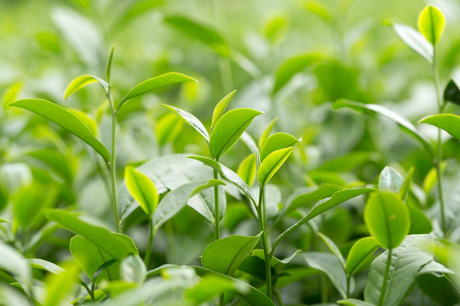 Tea Leaves Wallpapers - Top Free Tea Leaves Backgrounds - WallpaperAccess