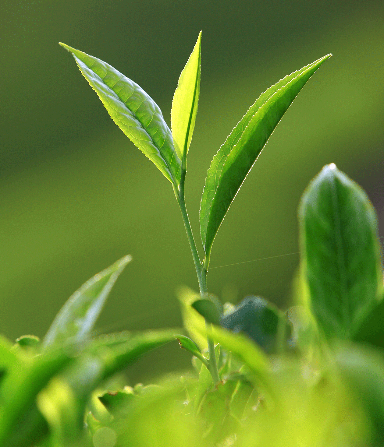 Tea Leaves Wallpapers - Top Free Tea Leaves Backgrounds - WallpaperAccess