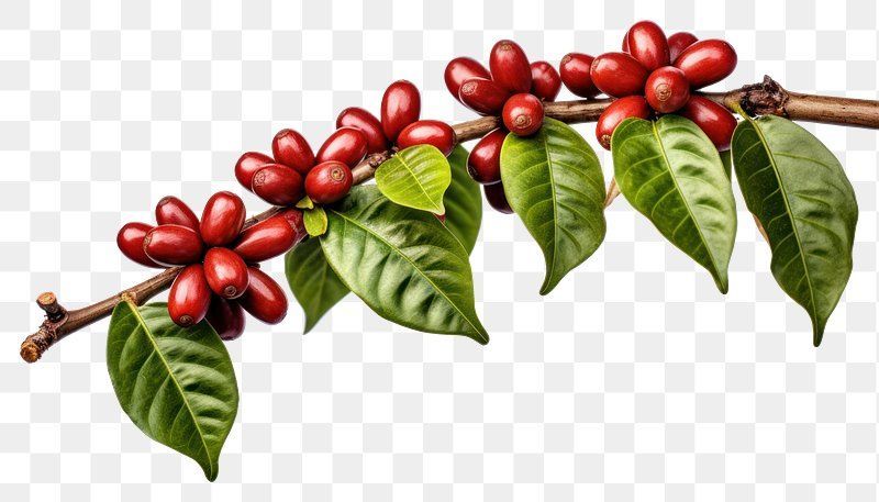 Coffee Plant Wallpapers - Top Free Coffee Plant Backgrounds ...