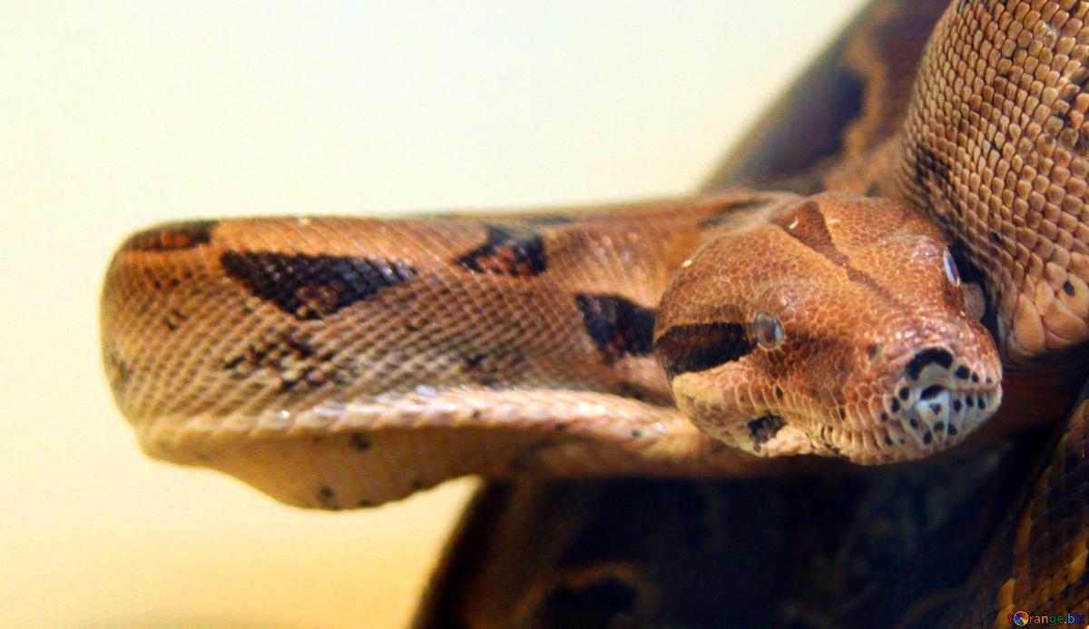 Snake Wallpapers - Top Free Snake Backgrounds - WallpaperAccess