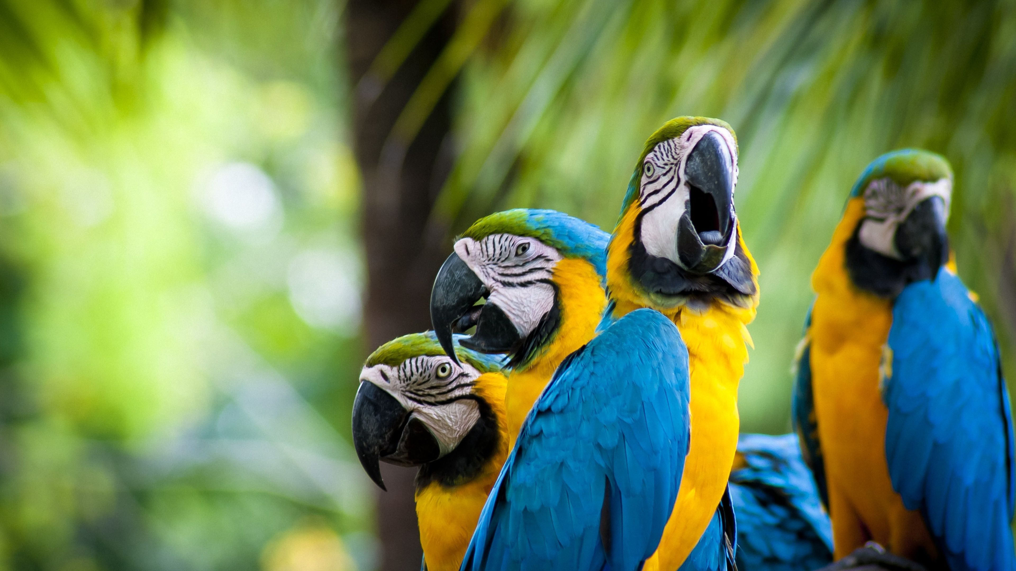 Birds 8k Wallpapers - Top Free Birds 8k Backgrounds - WallpaperAccess