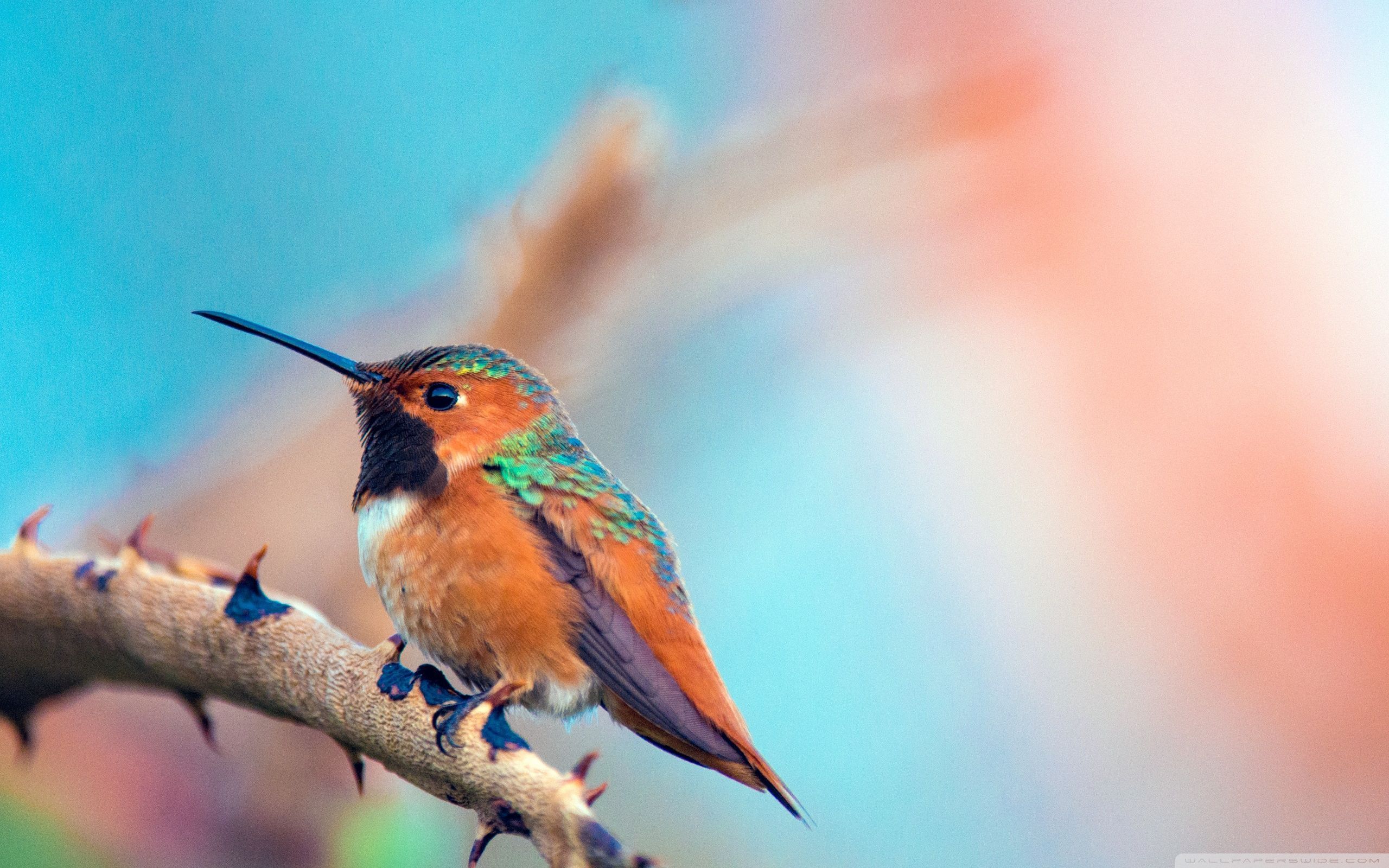 Birds 8k Wallpapers - Top Free Birds 8k Backgrounds - WallpaperAccess