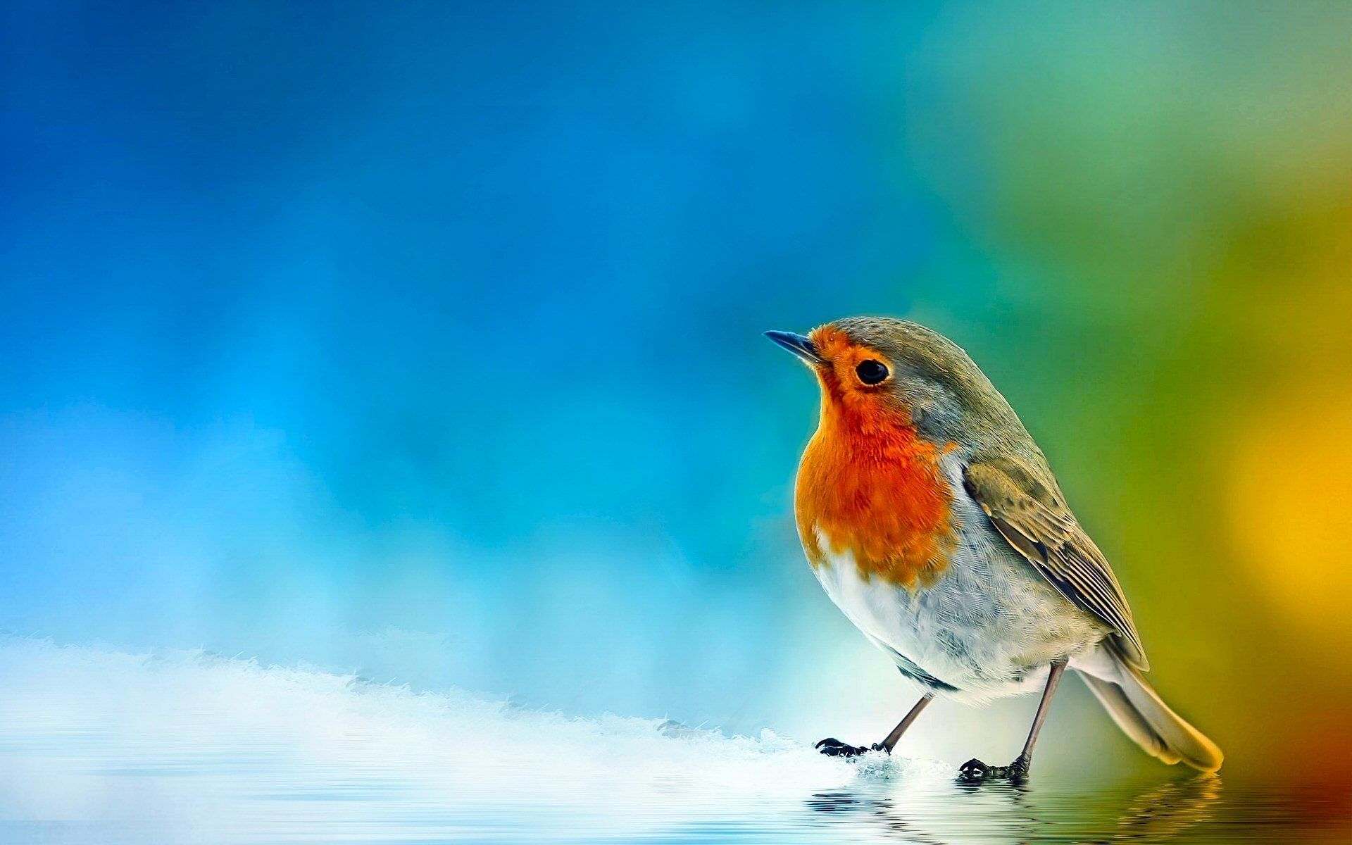 Birds 8k Wallpapers - Top Free Birds 8k Backgrounds - WallpaperAccess