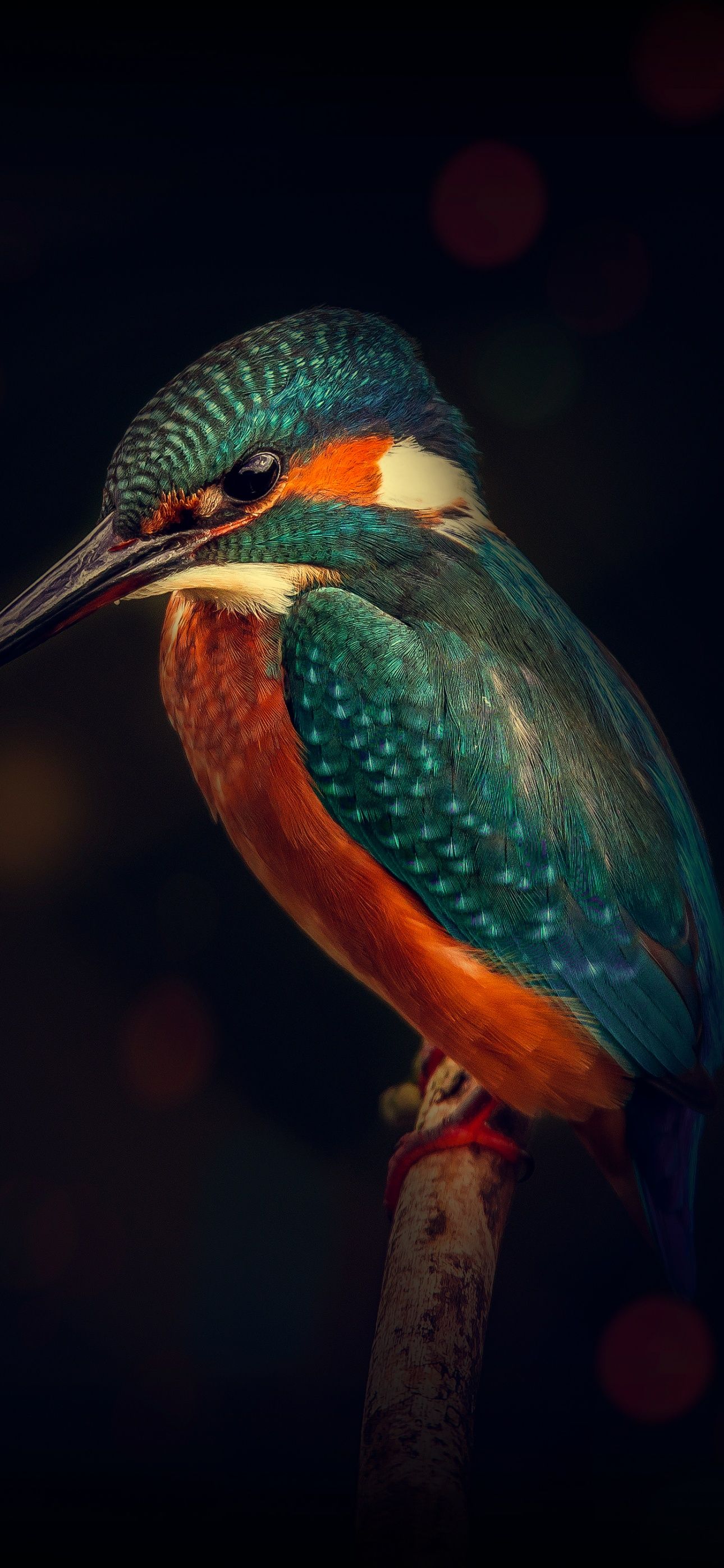 Birds 8k Wallpapers - Top Free Birds 8k Backgrounds - WallpaperAccess