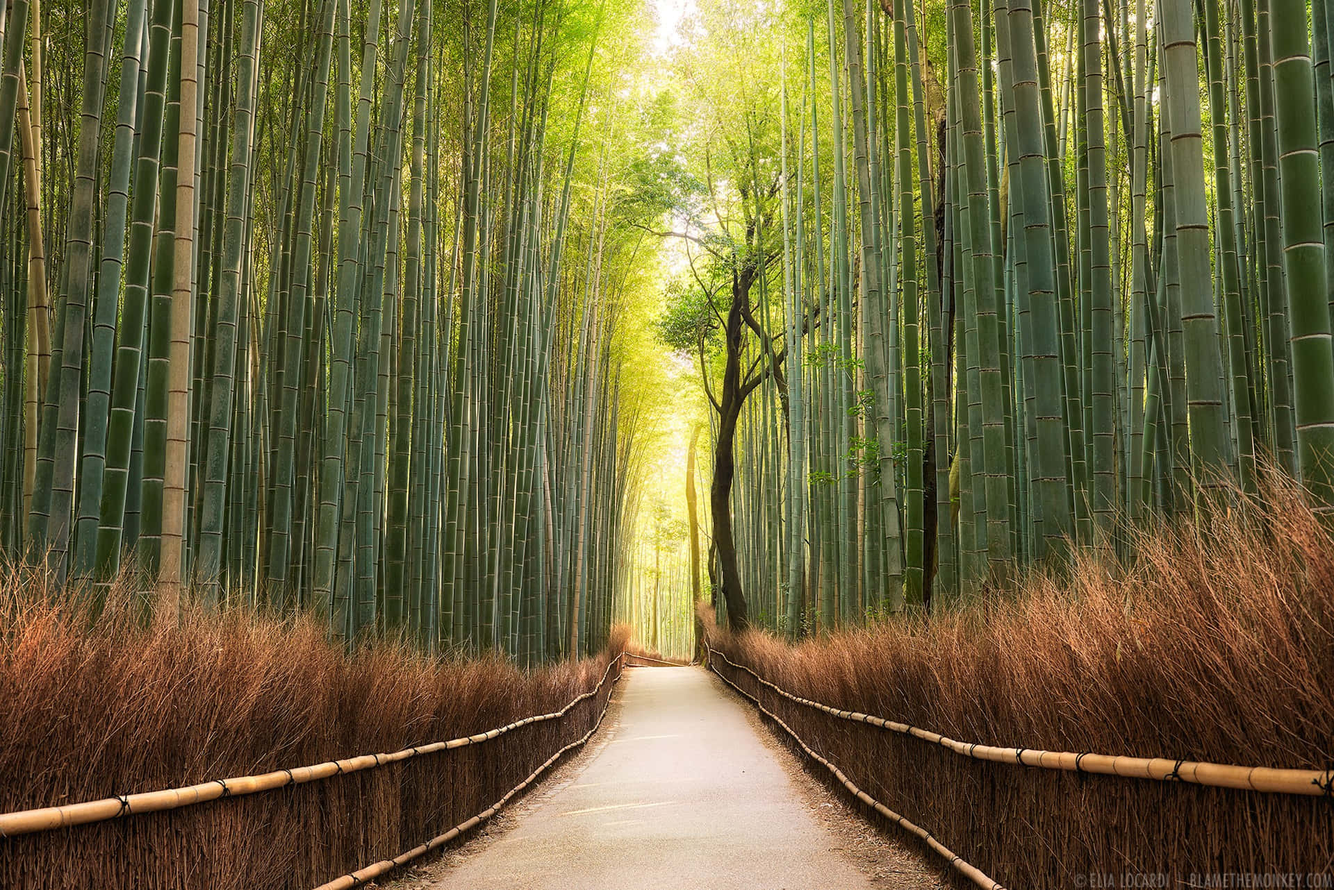 BAMBOO TREE Wallpapers - Top Free BAMBOO TREE Backgrounds - WallpaperAccess