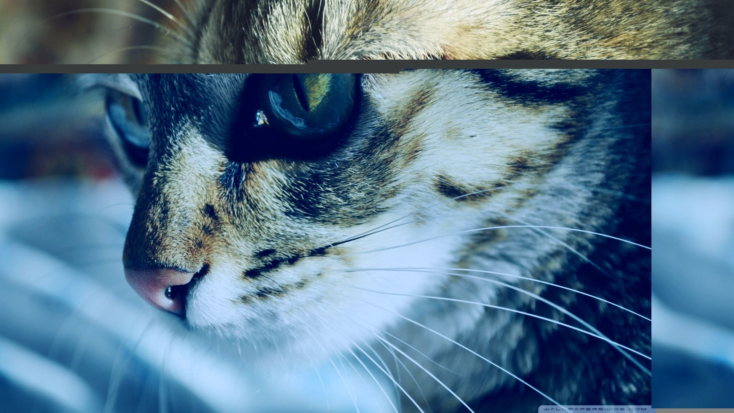 Look Left Wallpapers - Top Free Look Left Backgrounds - WallpaperAccess