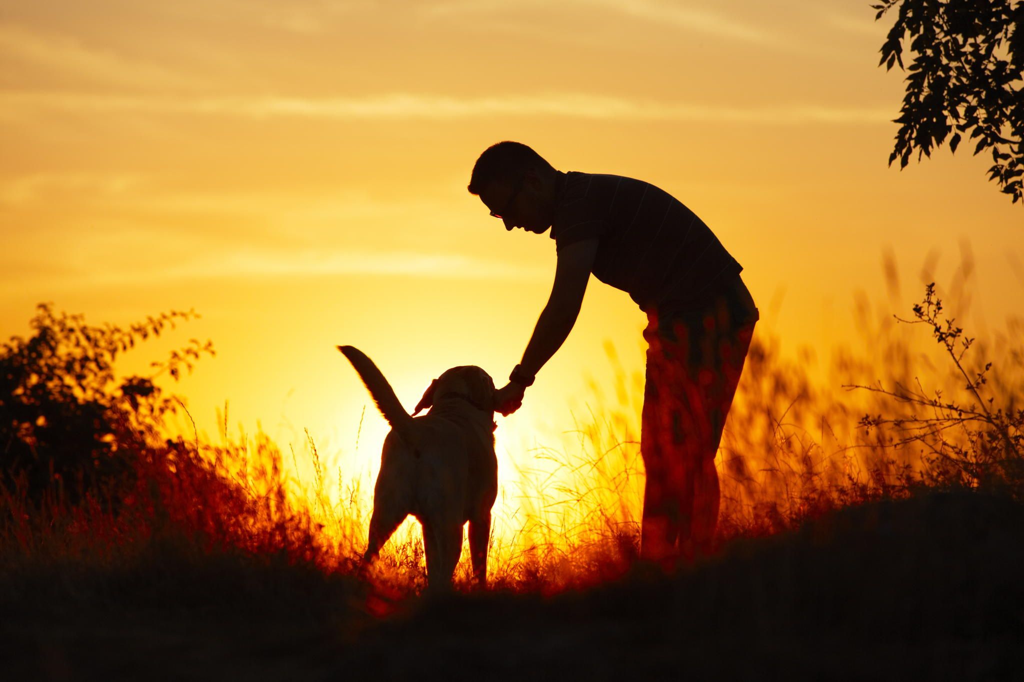 Man and Dog Wallpapers - Top Free Man and Dog Backgrounds - WallpaperAccess