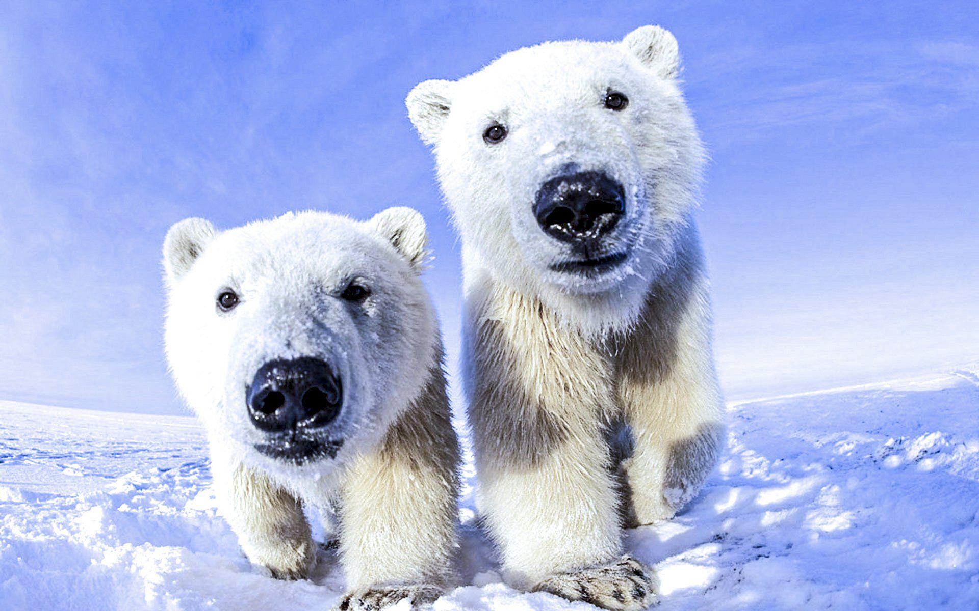 Polar Bears Wallpapers - Top Free Polar Bears Backgrounds - WallpaperAccess