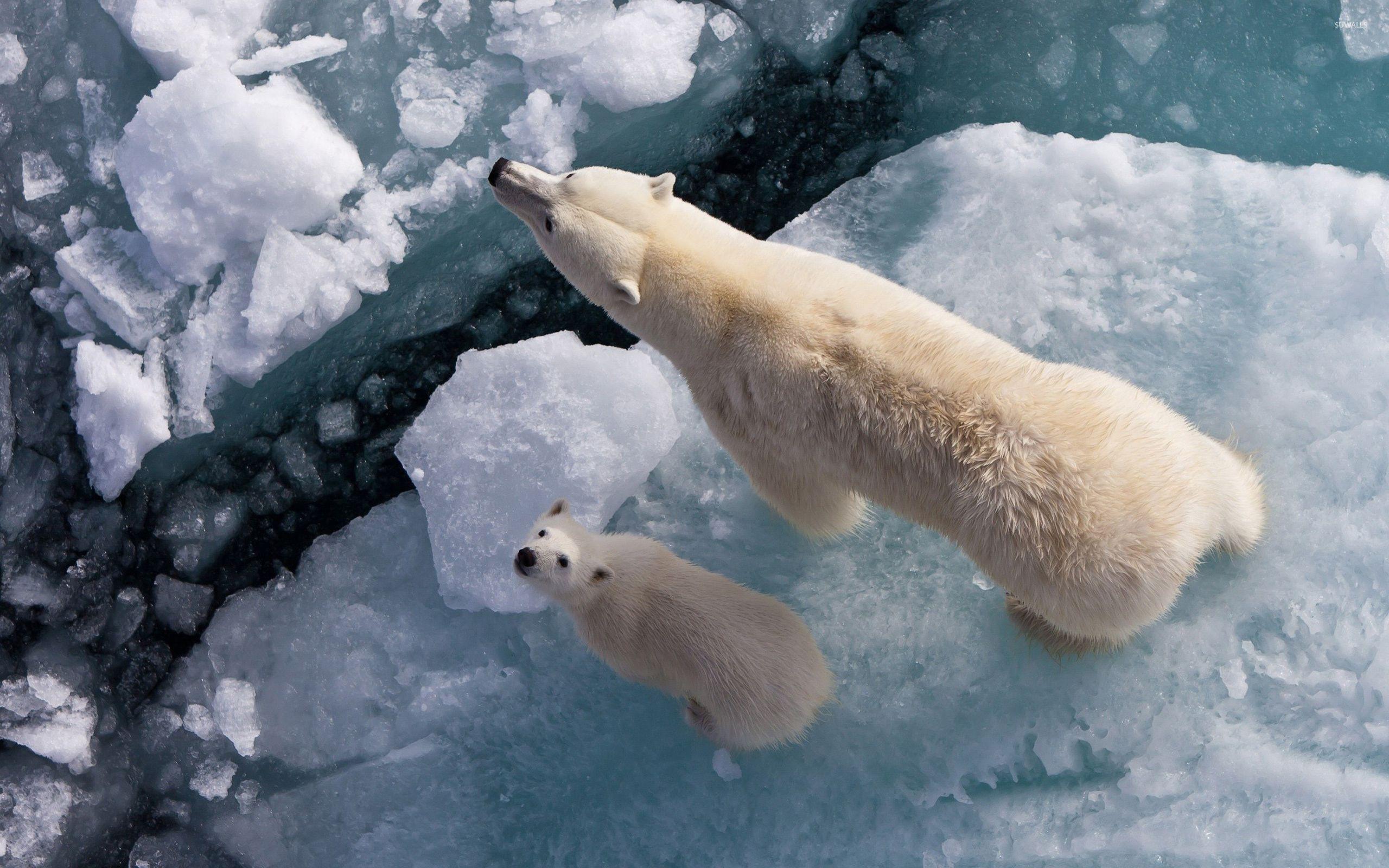 Polar Bears Wallpapers - Top Free Polar Bears Backgrounds - WallpaperAccess