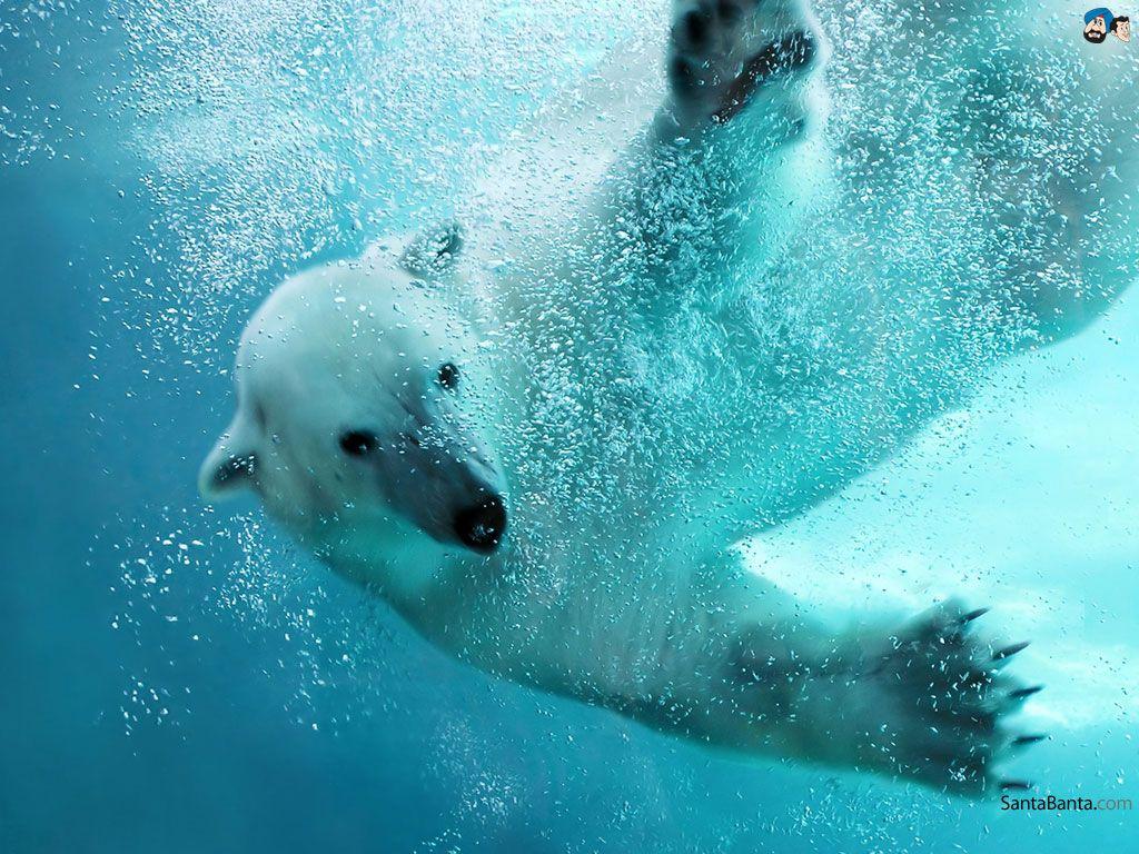 Polar Bears Wallpapers - Top Free Polar Bears Backgrounds - WallpaperAccess